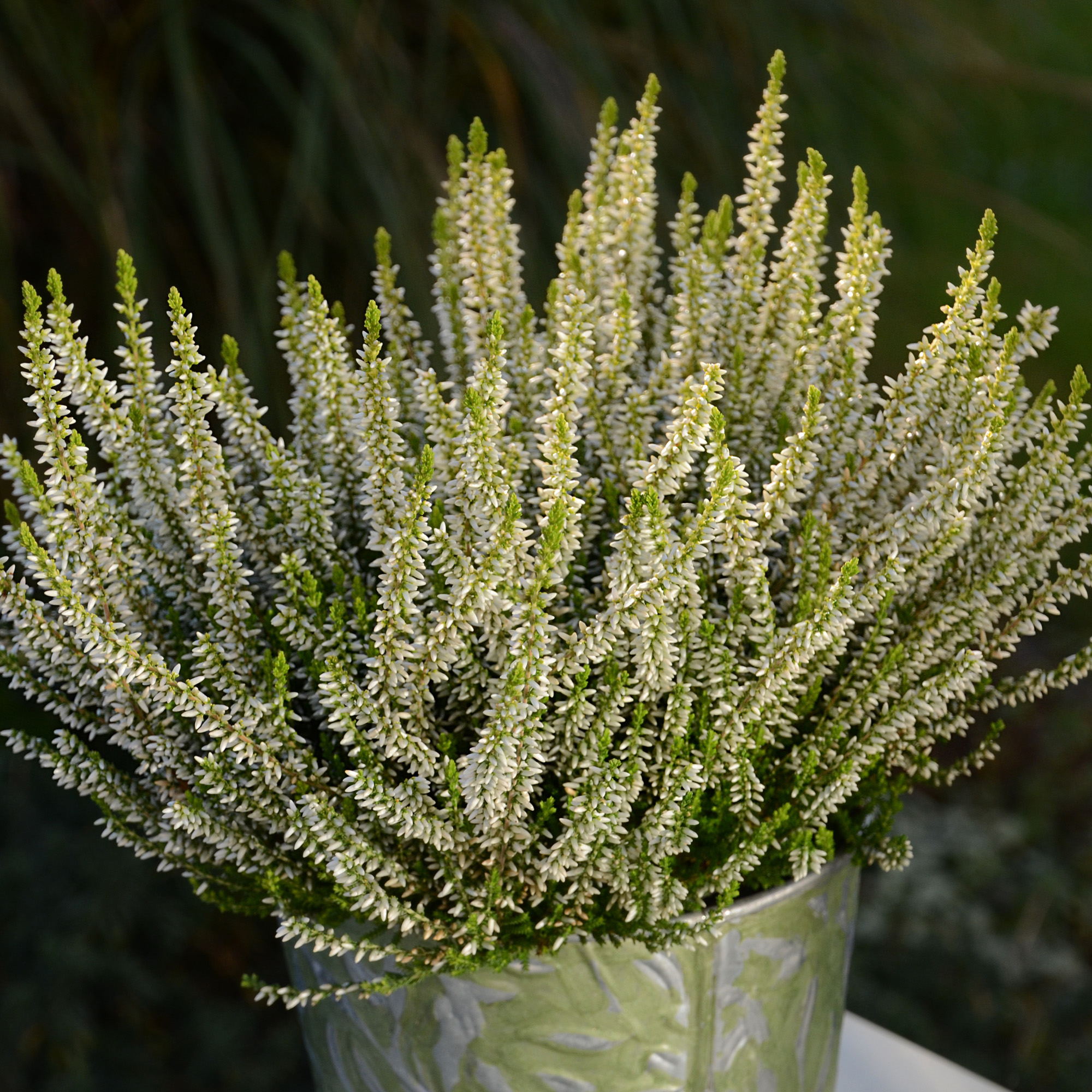 Heather, Yellow : buy Heather, Yellow / Calluna vulgaris Lutea