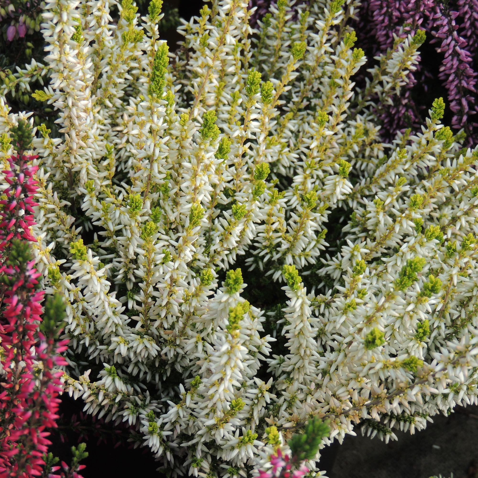 Heather, Yellow : buy Heather, Yellow / Calluna vulgaris Lutea