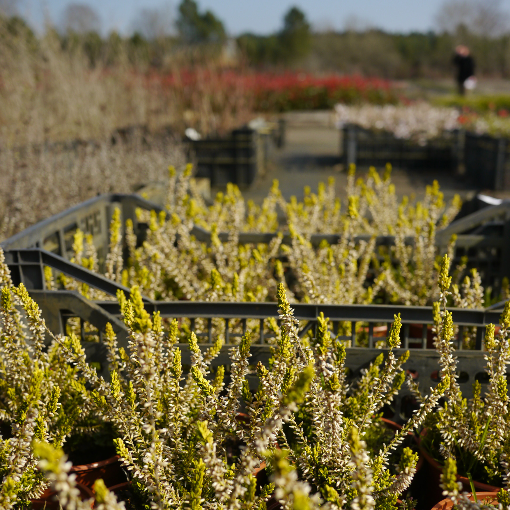 Heather, Yellow : buy Heather, Yellow / Calluna vulgaris Lutea