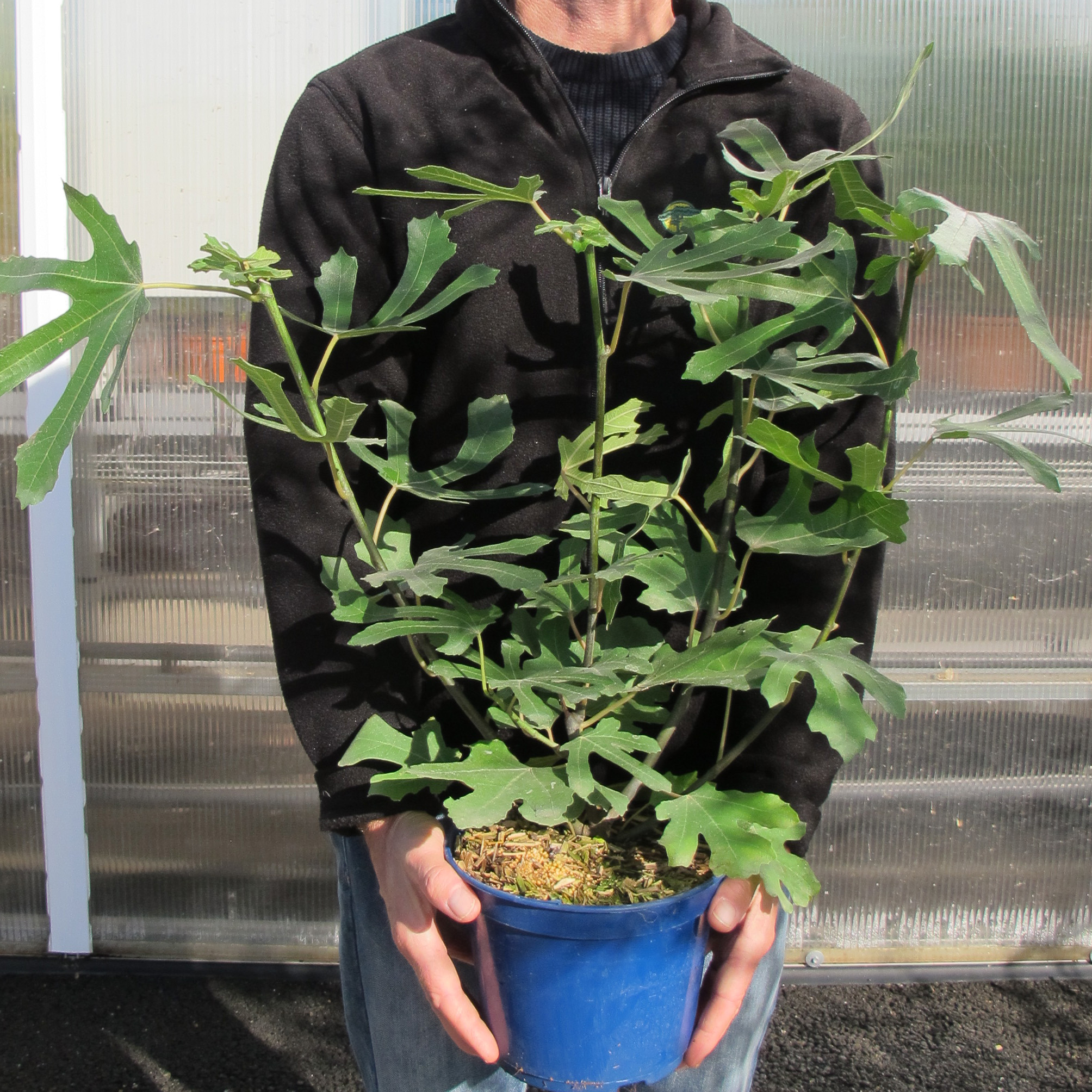 Fig Tree, dwarf : buy Fig Tree, dwarf / Ficus carica Nano