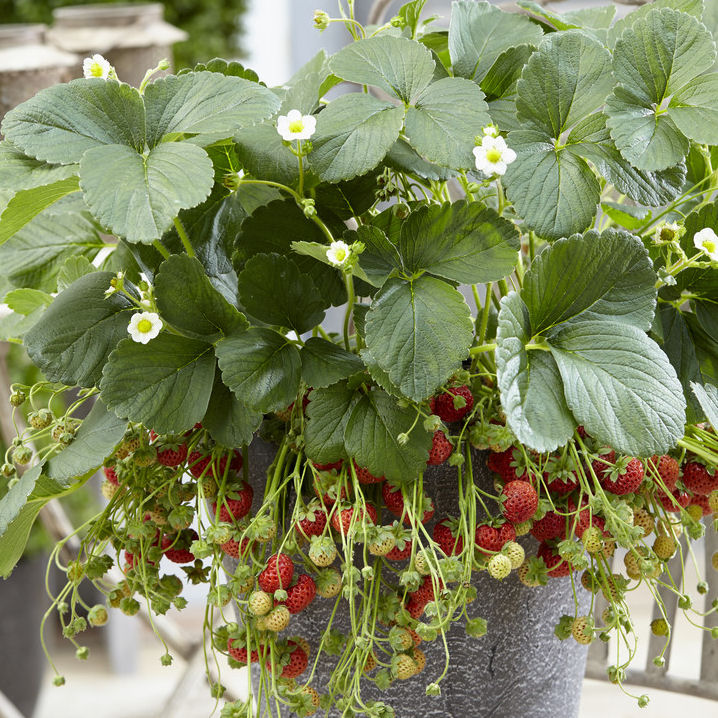 Strawberry plant 'Framberry', strawberry-raspberry : buy Strawberry ...