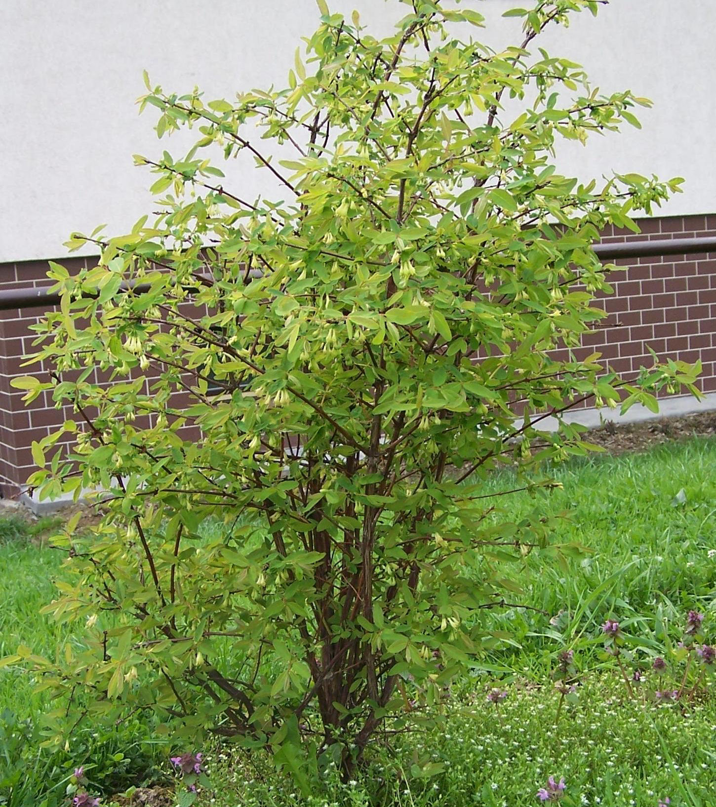May Berry, Edible Honeysuckle : buy May Berry, Edible Honeysuckle ...