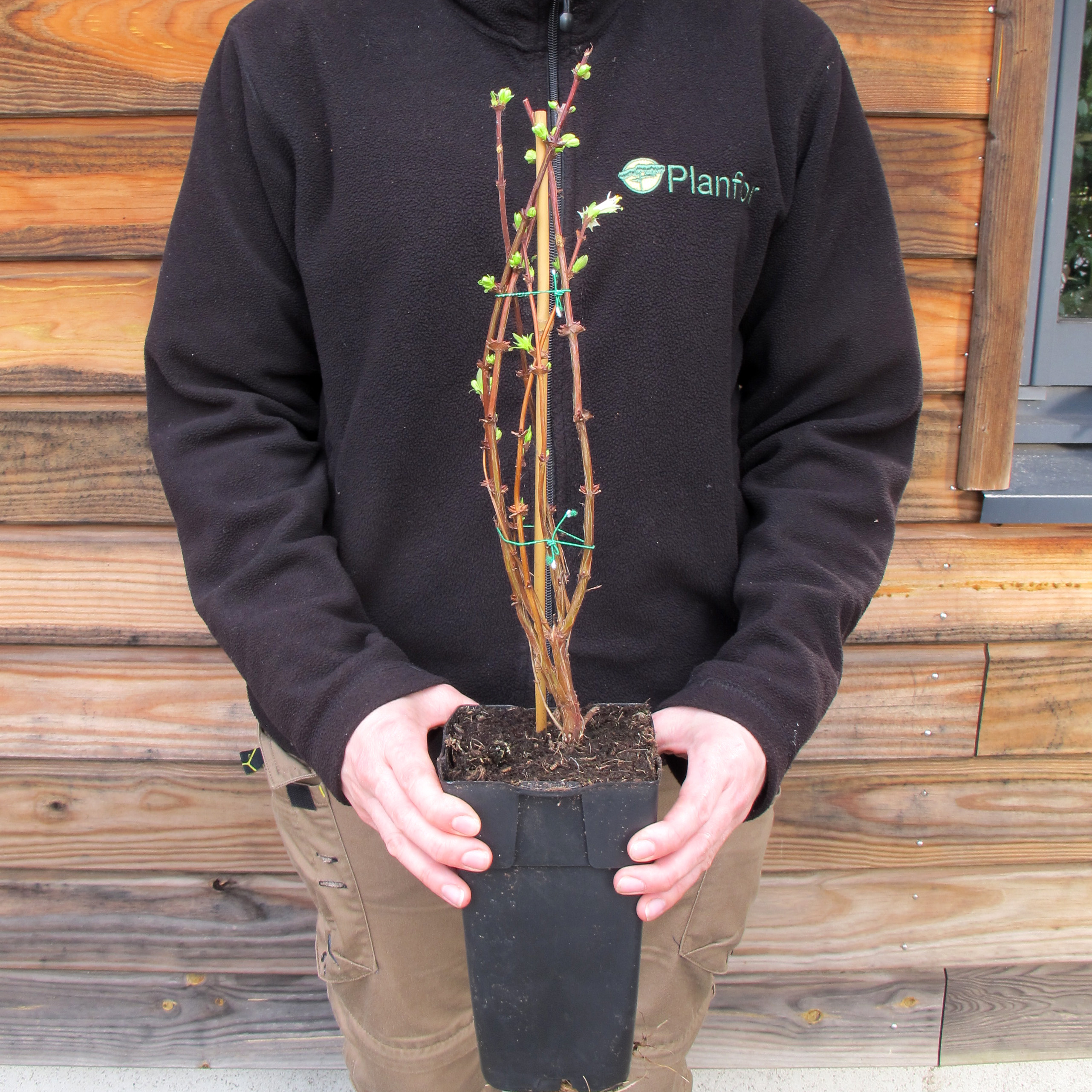 May Berry, Edible Honeysuckle : buy May Berry, Edible Honeysuckle ...