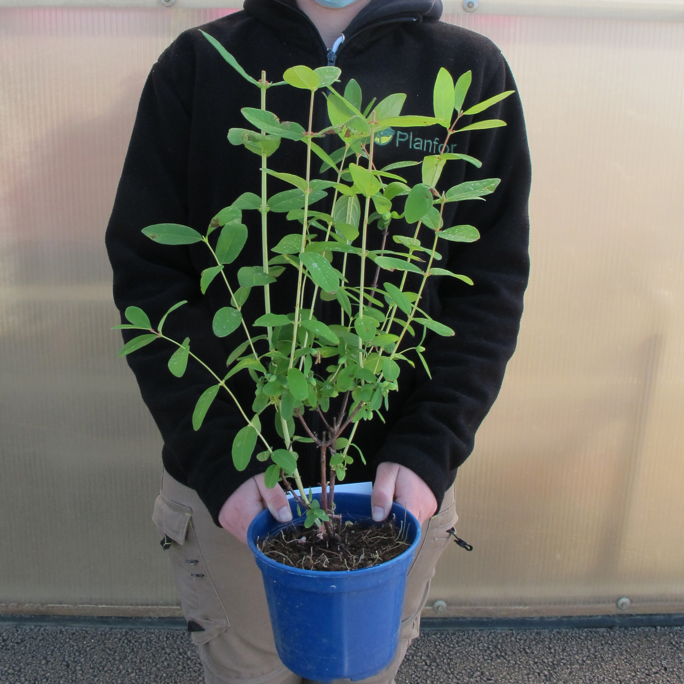 May Berry, Edible Honeysuckle : buy May Berry, Edible Honeysuckle ...