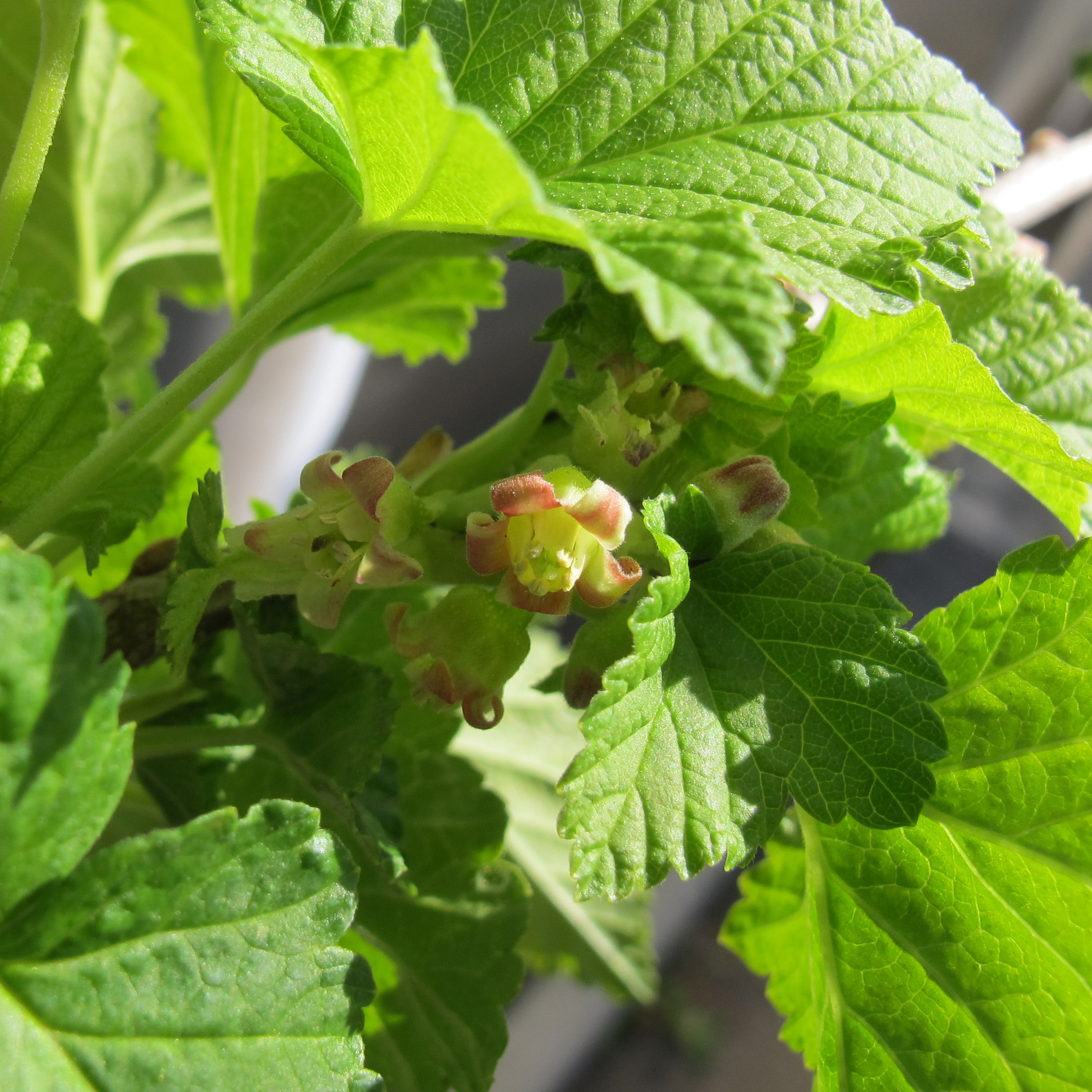 May Berry, Edible Honeysuckle : buy May Berry, Edible Honeysuckle ...