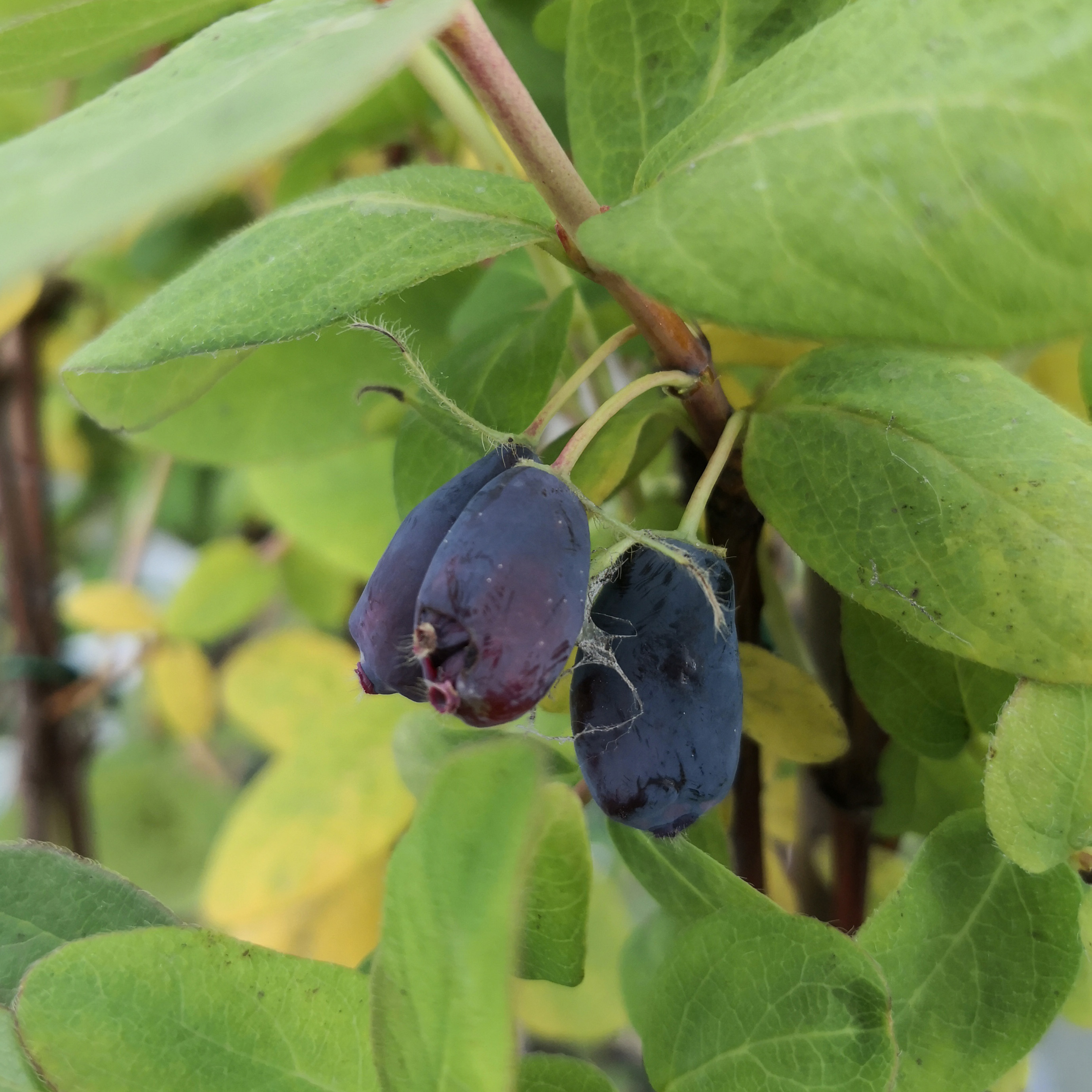 May Berry, Edible Honeysuckle : buy May Berry, Edible Honeysuckle ...