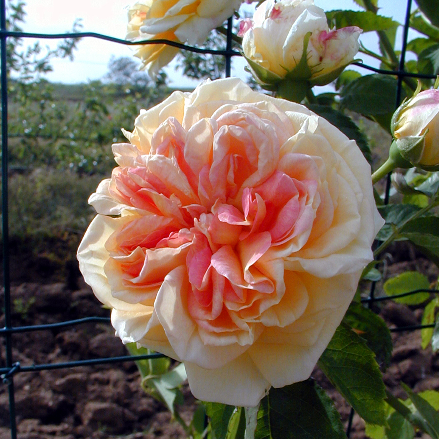 Rose 'Alchymist' : buy Rose 'Alchymist' / Rosa Alchymist