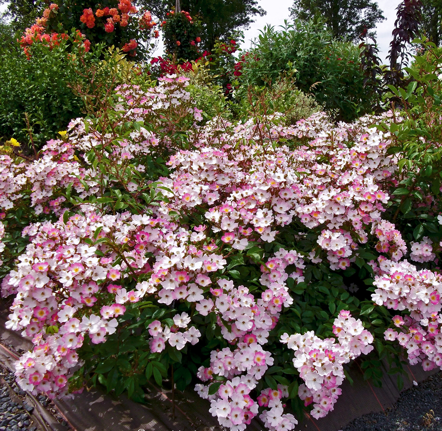 Rose 'Ballerina' : buy Rose 'Ballerina' / Rosa Ballerina