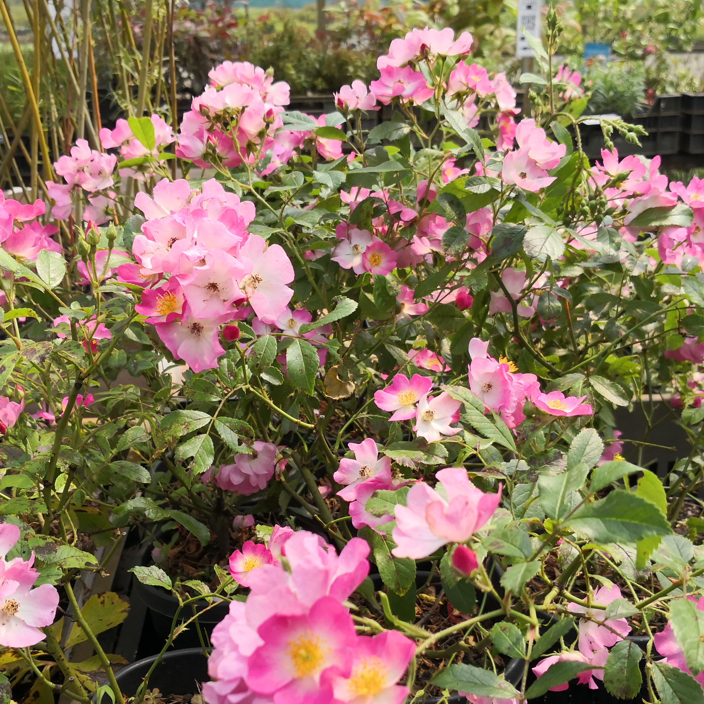 Rose 'Ballerina' : buy Rose 'Ballerina' / Rosa Ballerina