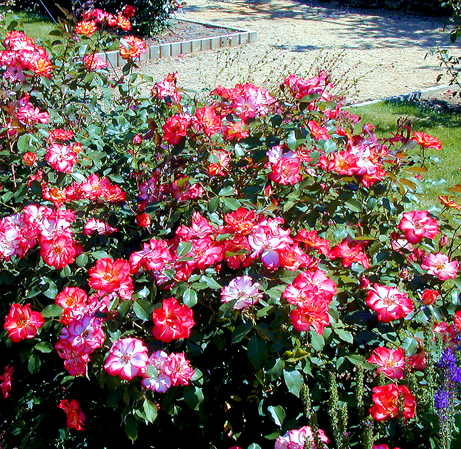 Rose 'Betty Boop' : buy Rose 'Betty Boop' / Rosa Betty Boop