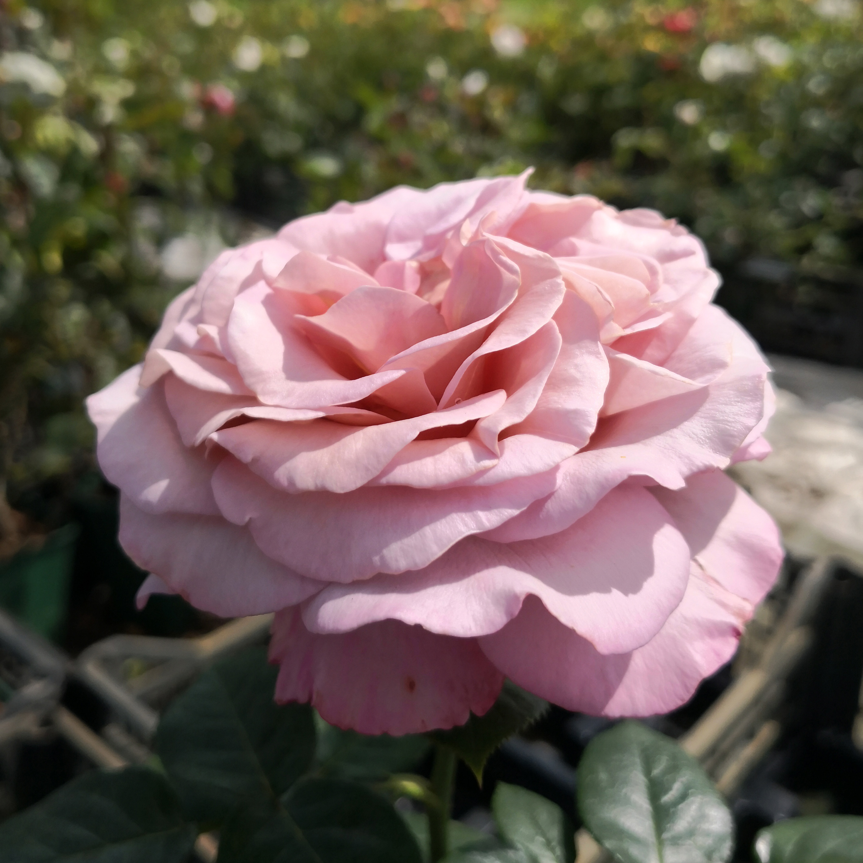 Rose 'Blue Girl' : buy Rose 'Blue Girl' / Rosa Blue Girl