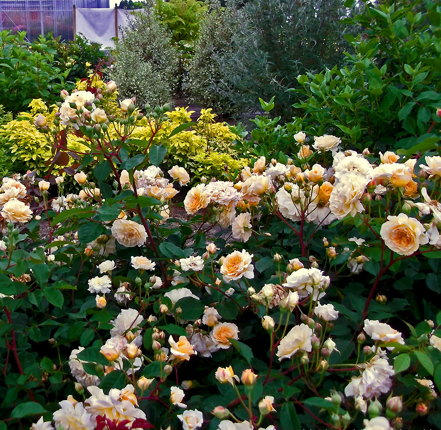 Rose 'Buff Beauty' : buy Rose 'Buff Beauty' / Rosa Buff Beauty