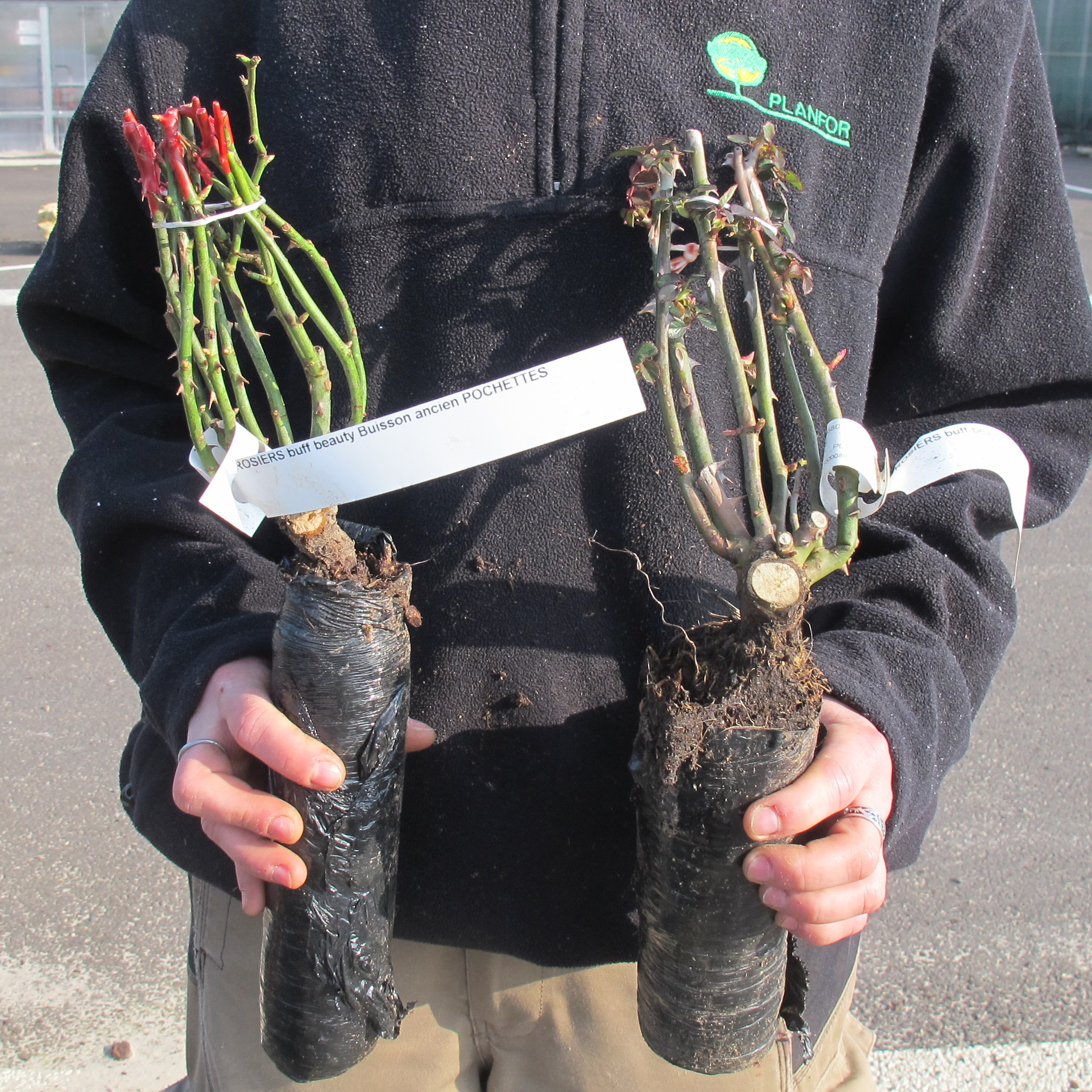 Rose 'Buff Beauty' : buy Rose 'Buff Beauty' / Rosa Buff Beauty