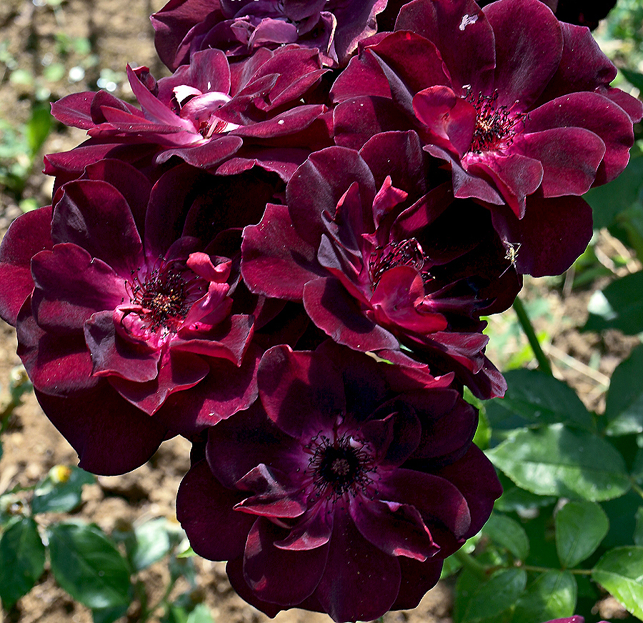 Rose 'Burgundy Ice' : buy Rose 'Burgundy Ice' / Rosa Burgundy Ice