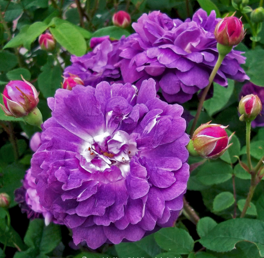 Rose 'Cardinal de Richelieu' : buy Rose 'Cardinal de Richelieu' / Rosa ...