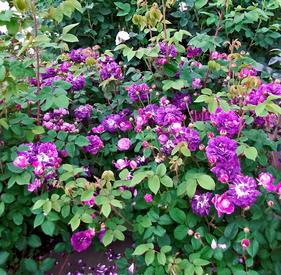 Rose 'Cardinal de Richelieu' : buy Rose 'Cardinal de Richelieu' / Rosa ...