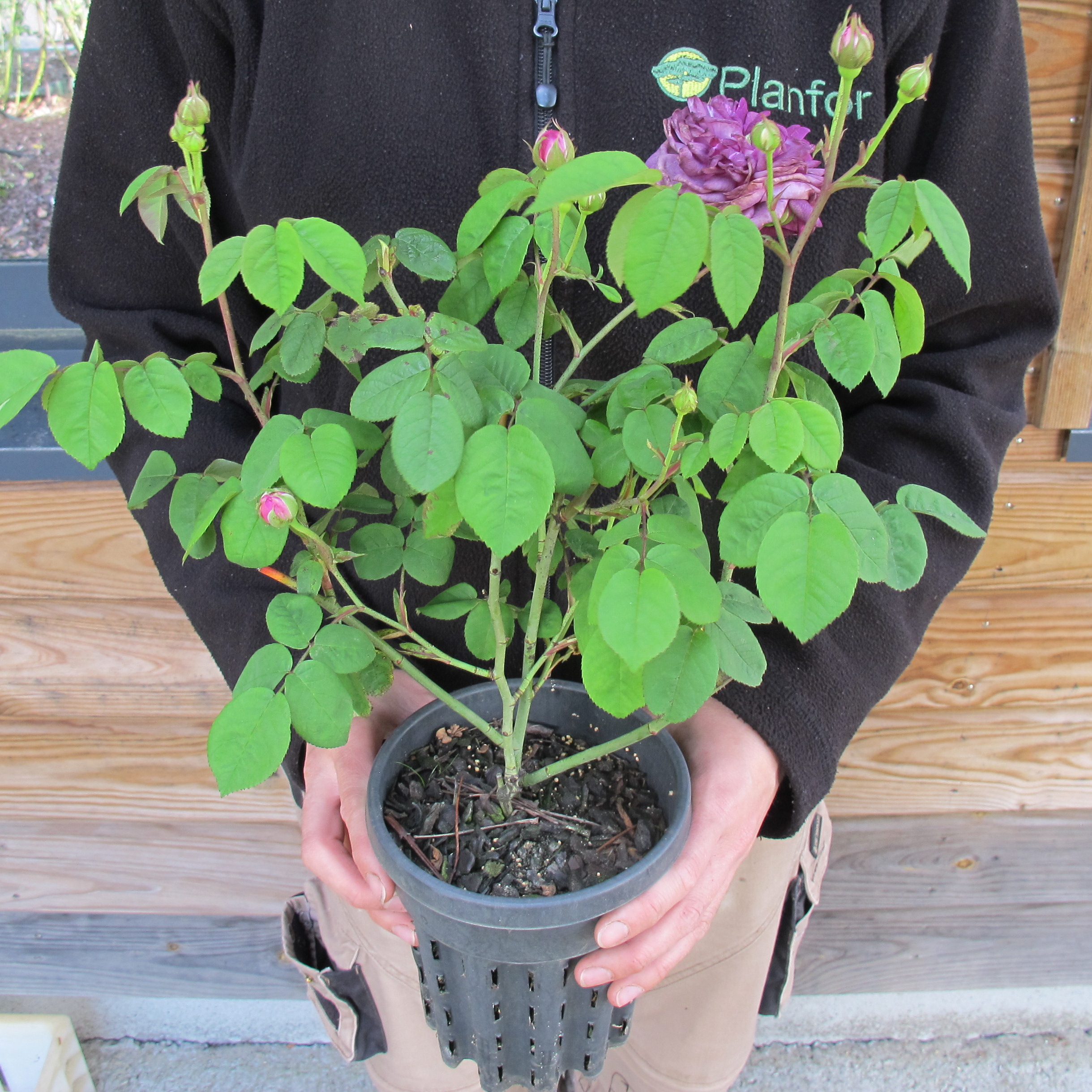 Rose 'Cardinal de Richelieu' : buy Rose 'Cardinal de Richelieu' / Rosa ...