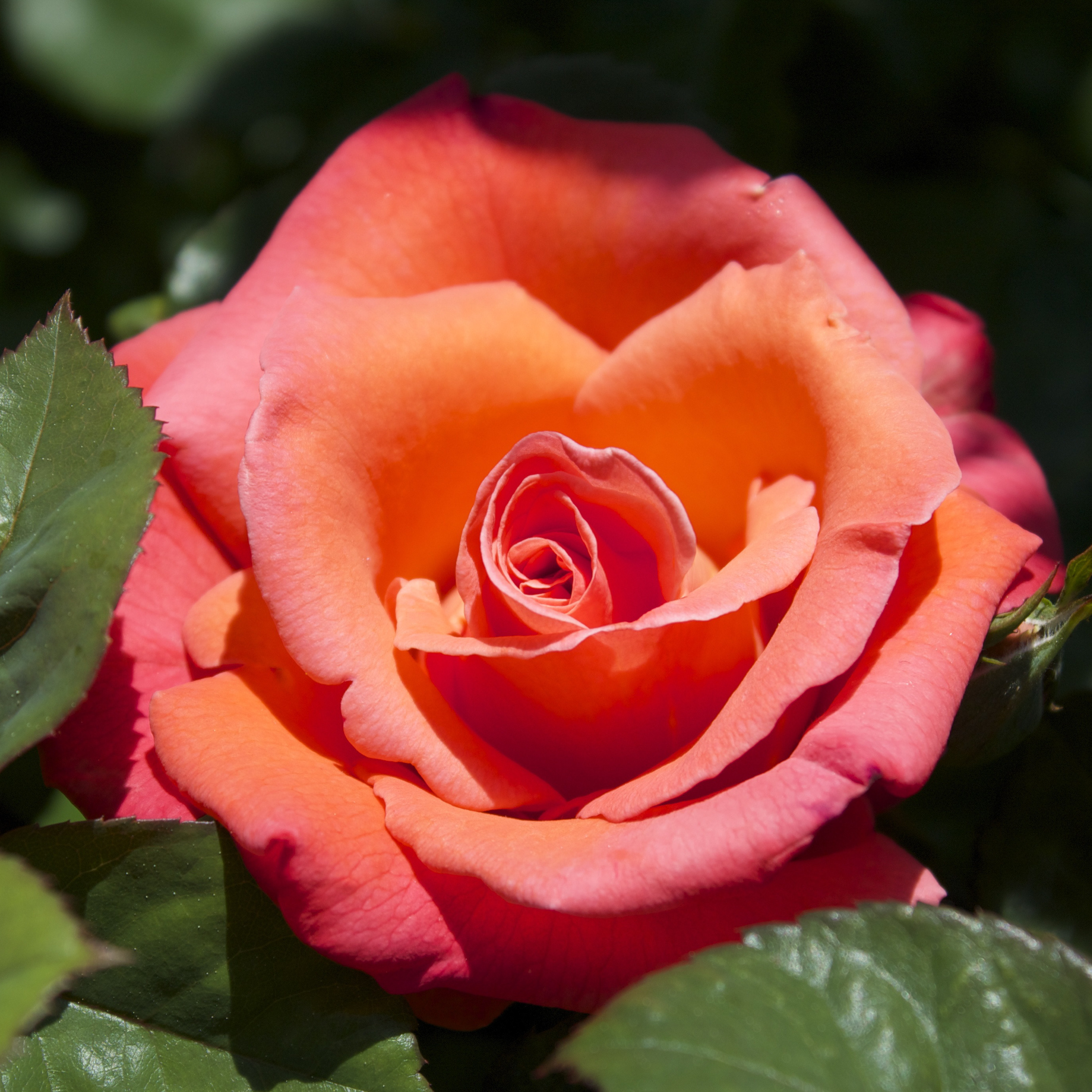 Rose 'Christophe Colomb' : buy Rose 'Christophe Colomb' / Rosa ...
