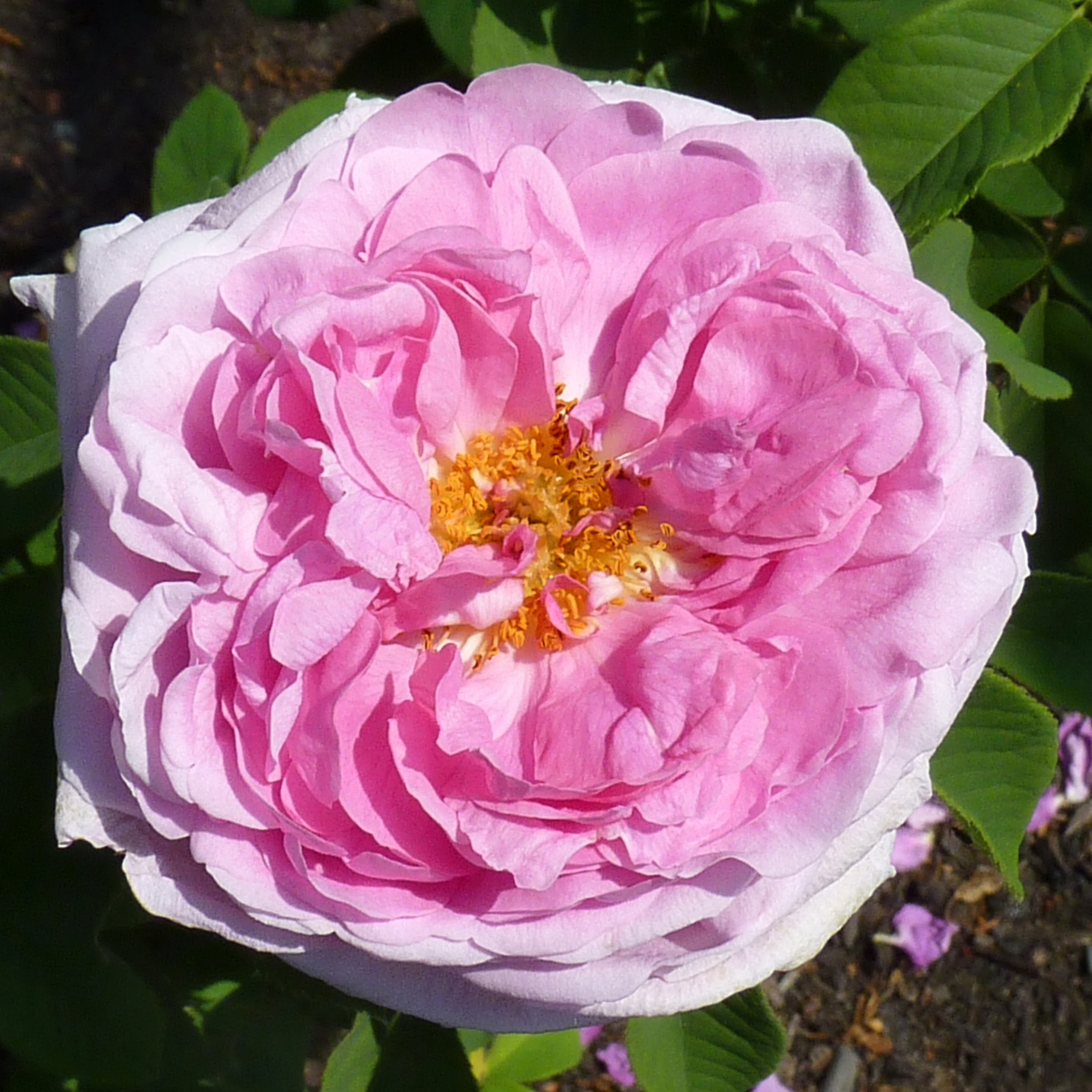 Rose 'Comte de Chambord' : buy Rose 'Comte de Chambord' / Rosa Comte de ...
