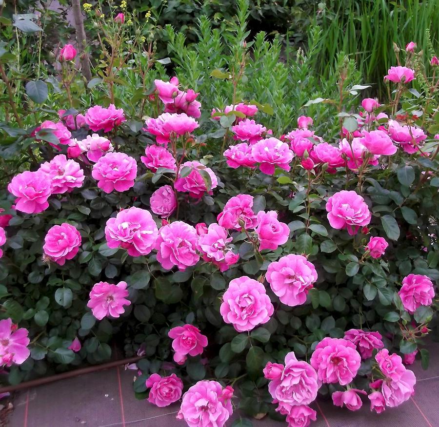 Rose 'Déborah' : buy Rose 'Déborah' / Rosa Déborah