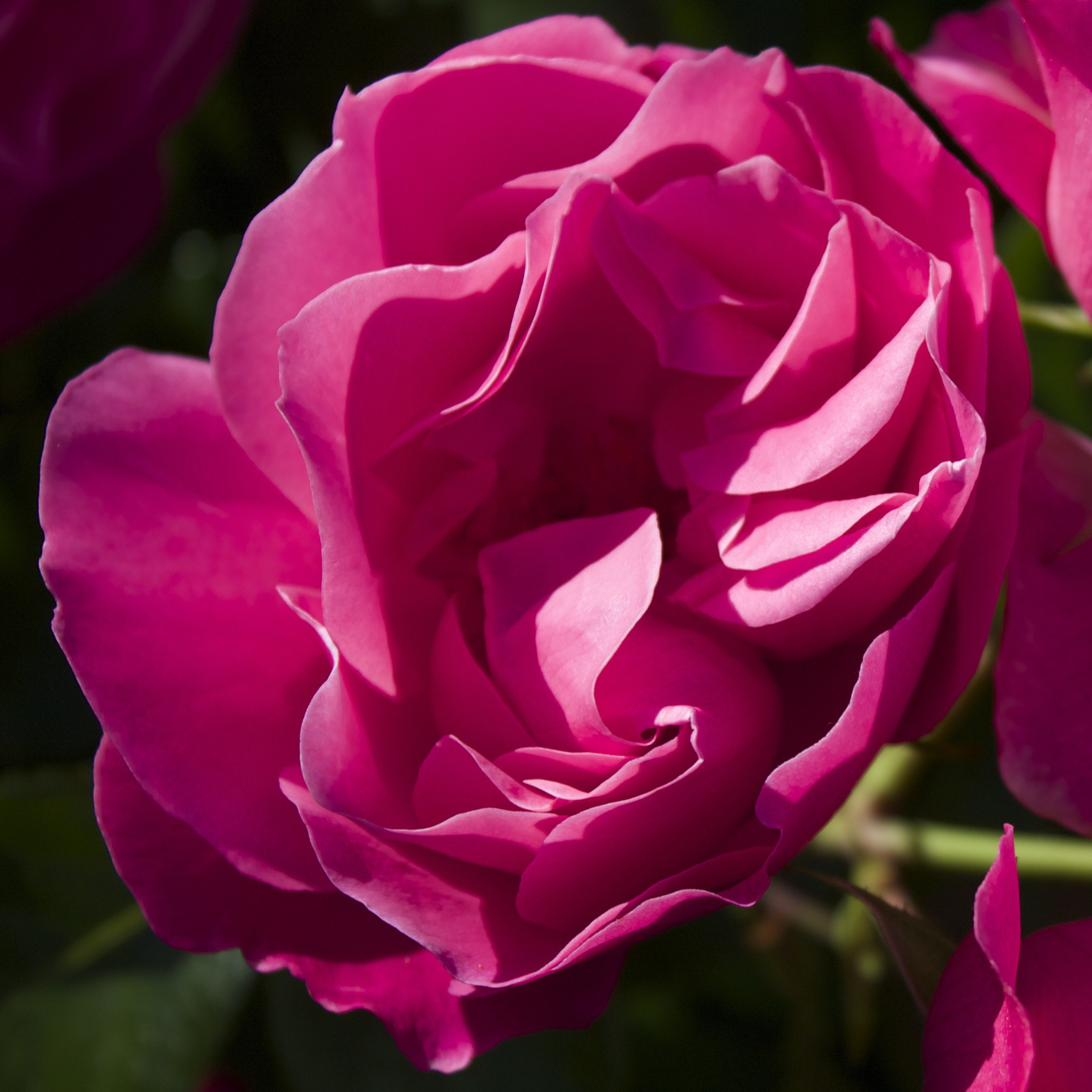 Rose 'Déborah' : buy Rose 'Déborah' / Rosa Déborah