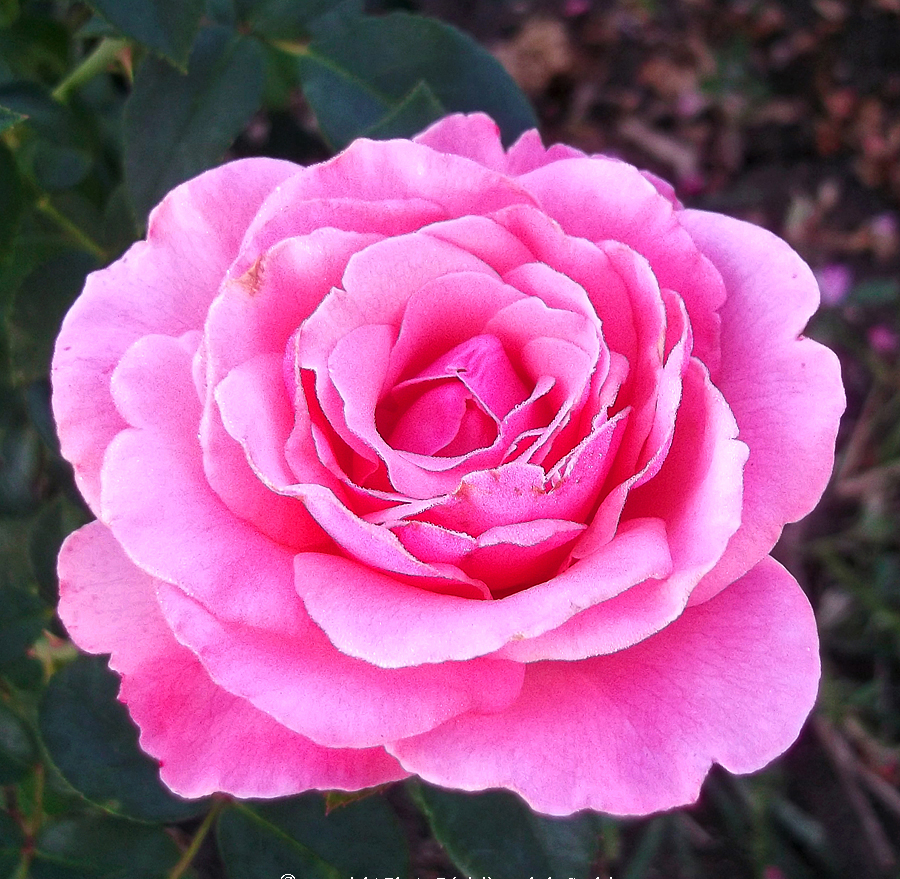 Rose 'Diane de Ribes' : buy Rose 'Diane de Ribes' / Rosa Diane de Ribes