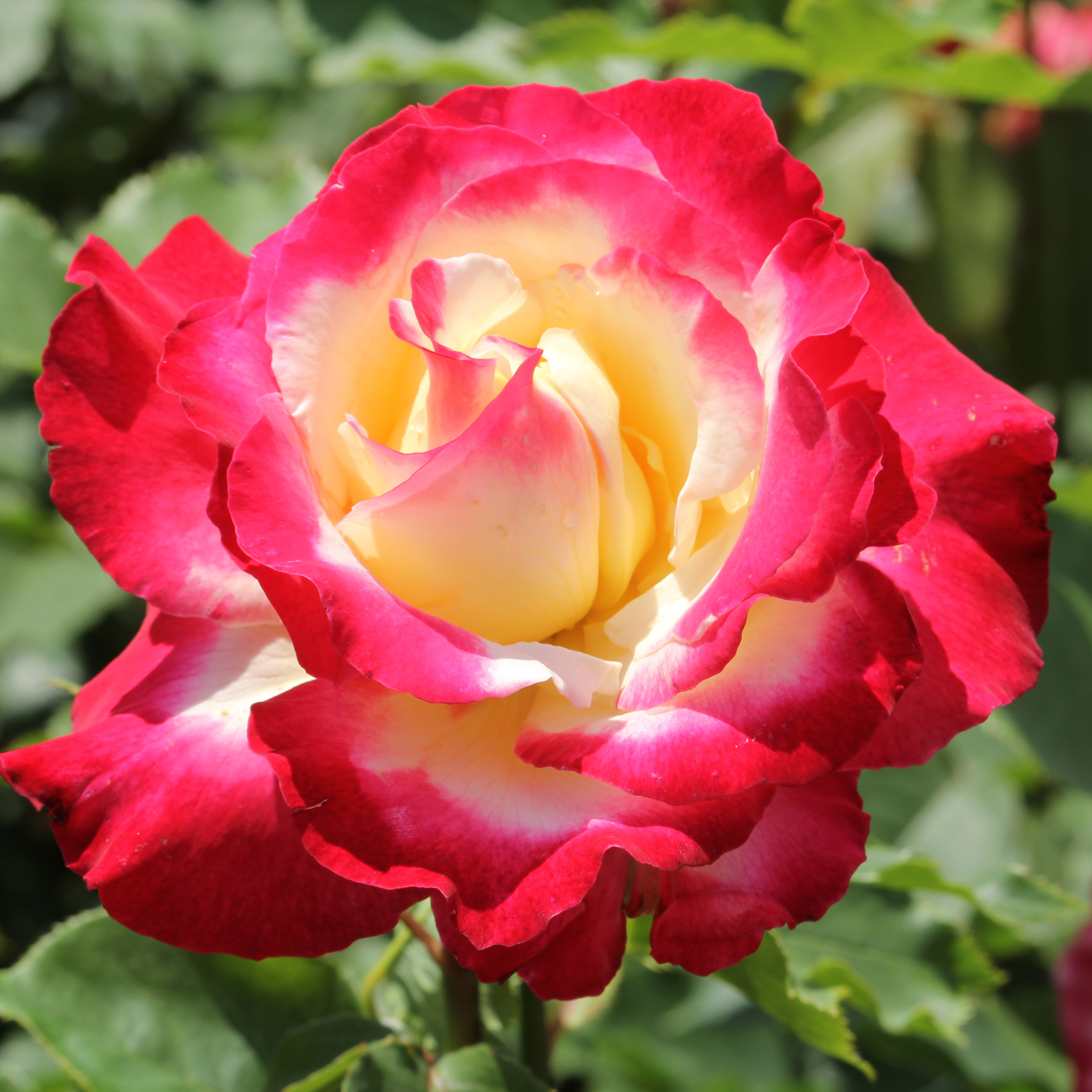 Rose 'Double Delight' : buy Rose 'Double Delight' / Rosa Double Delight