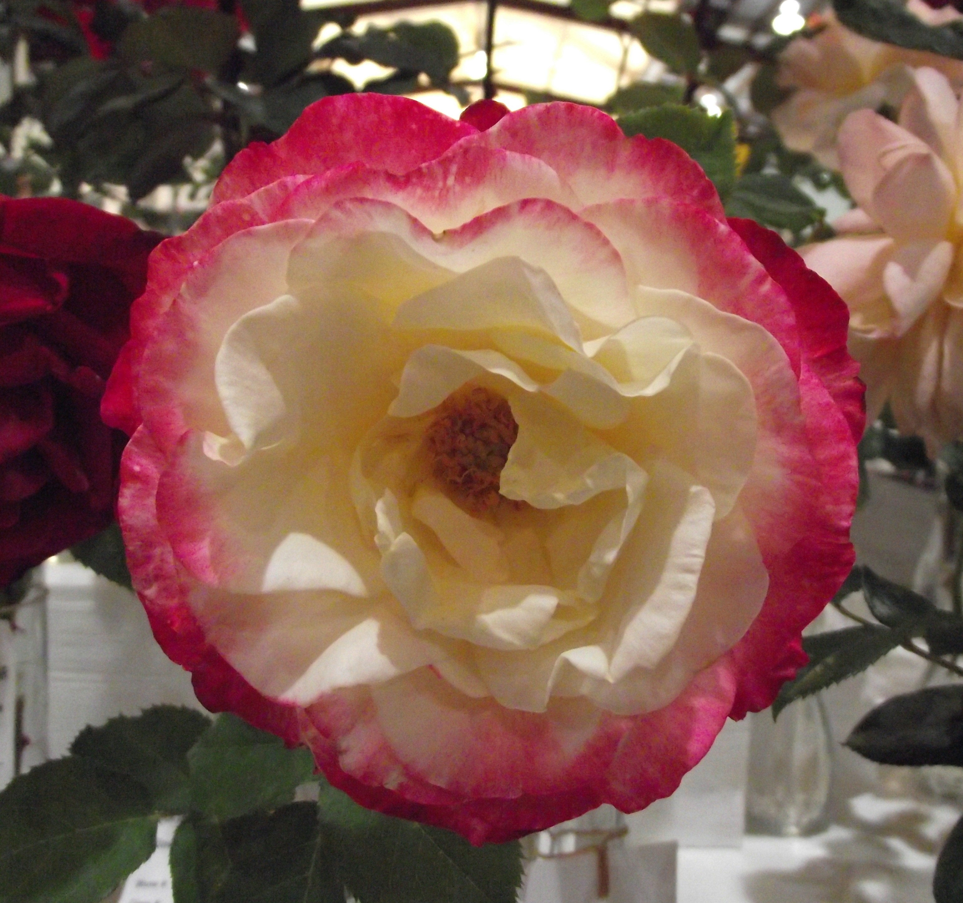 Rose 'Double Delight' : buy Rose 'Double Delight' / Rosa Double Delight
