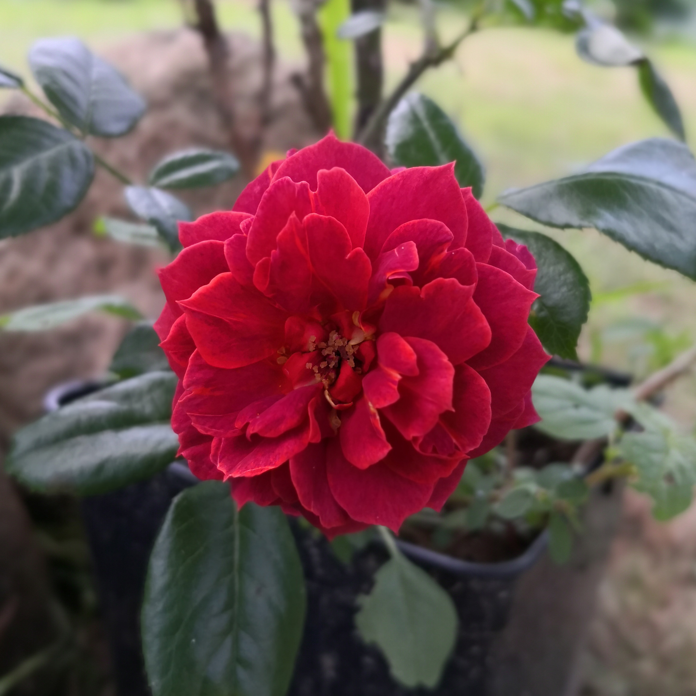 Rose 'Hot Cocoa' : buy Rose 'Hot Cocoa' / Rosa Hot Cocoa