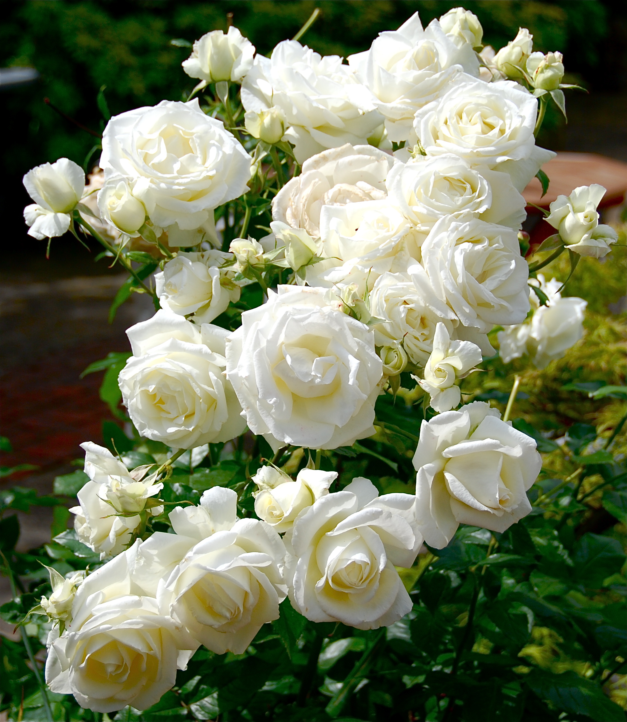 Rose 'Iceberg' : buy Rose 'Iceberg' / Rosa Iceberg