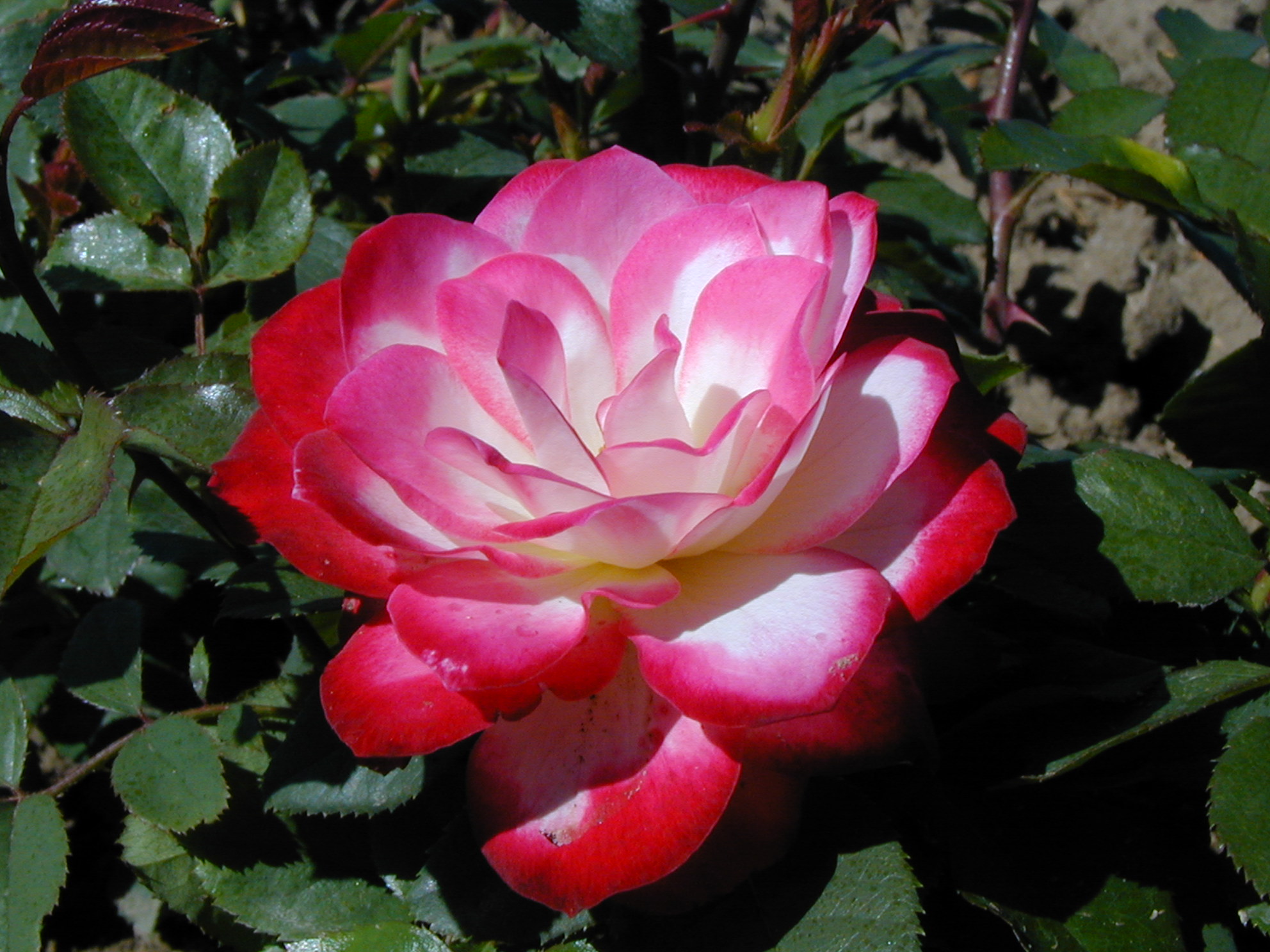 Rose 'Jubilé du Prince de Monaco' : buy Rose 'Jubilé du Prince de ...