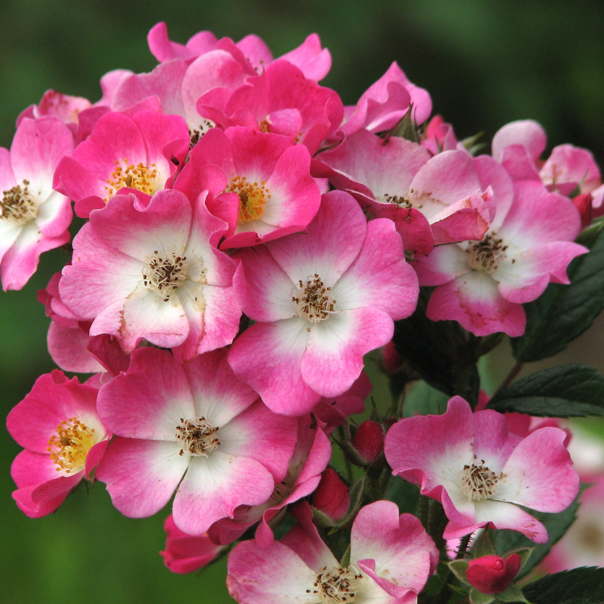 Rose 'Mozart' : buy Rose 'Mozart' / Rosa Mozart