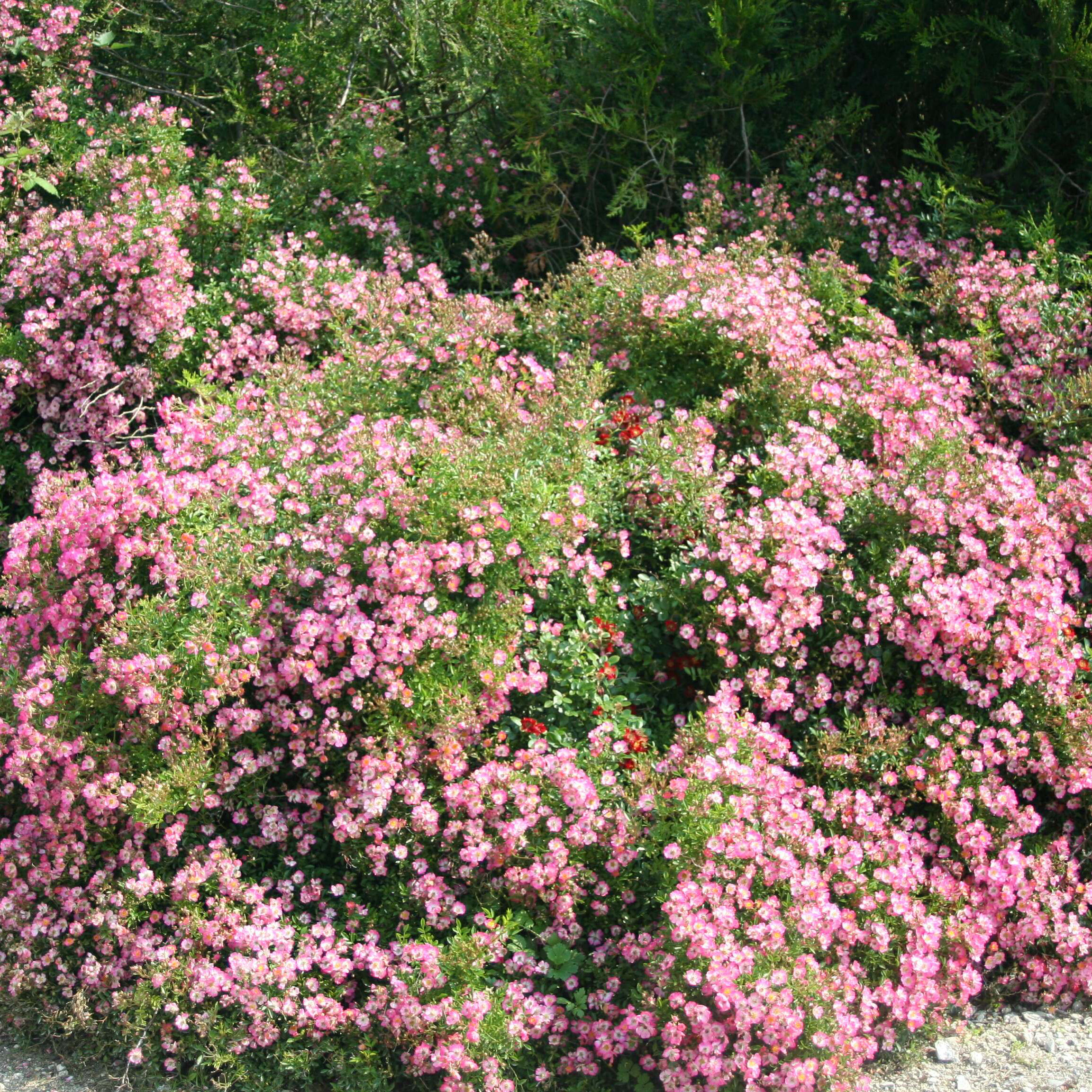 Rose 'Mozart' : buy Rose 'Mozart' / Rosa Mozart