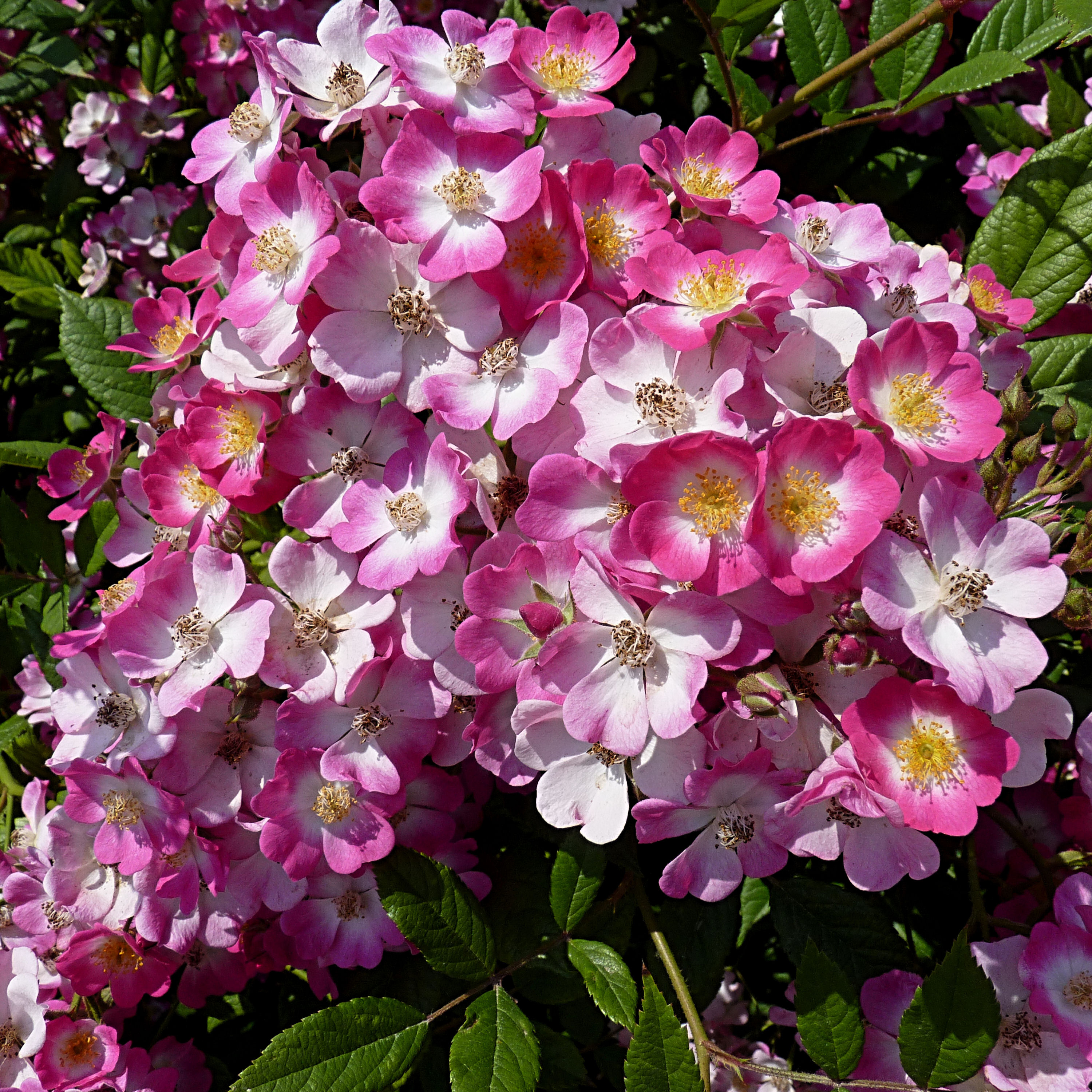 Rose 'Mozart' : buy Rose 'Mozart' / Rosa Mozart