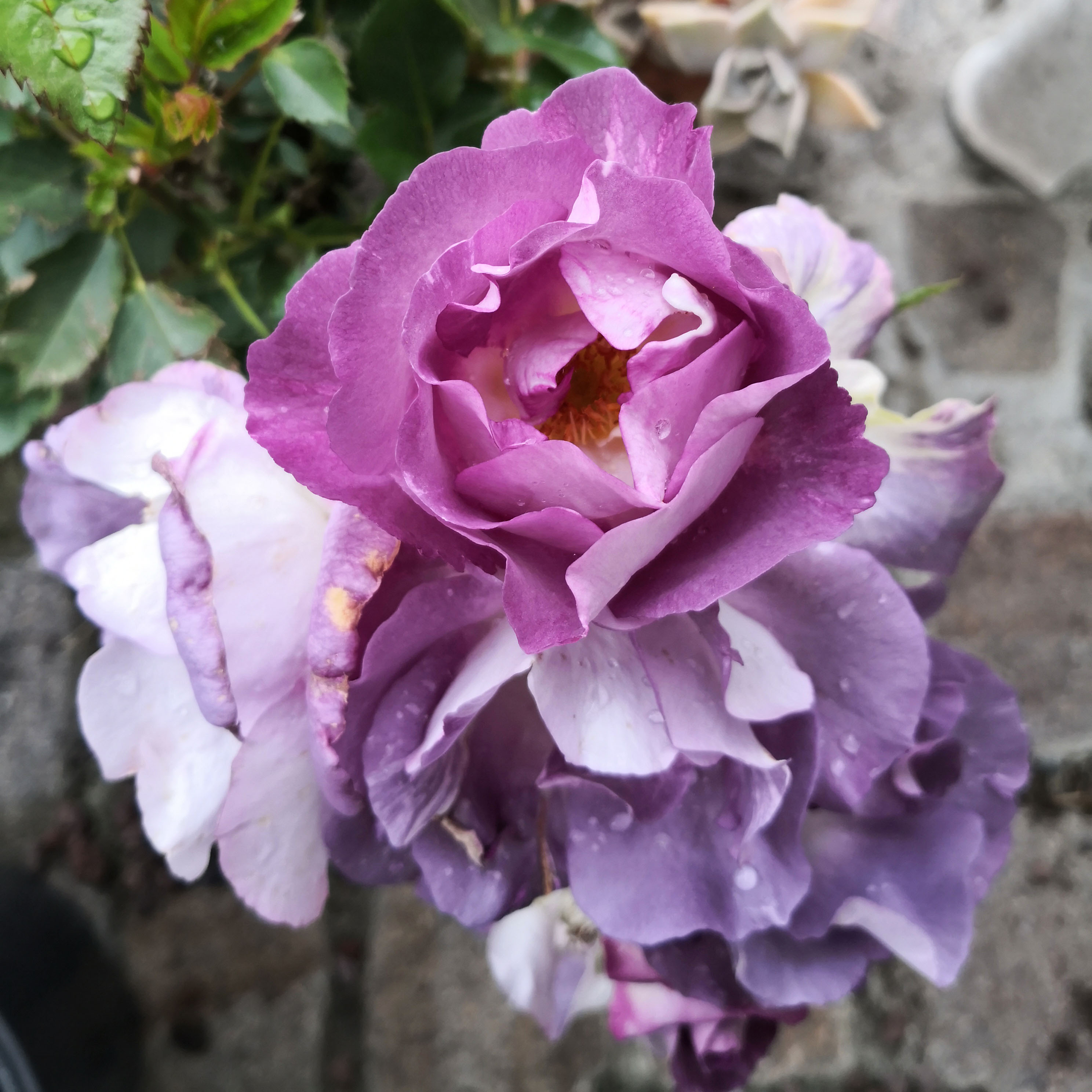 Rose 'Pacific Dream' : buy Rose 'Pacific Dream' / Rosa Pacific Dream