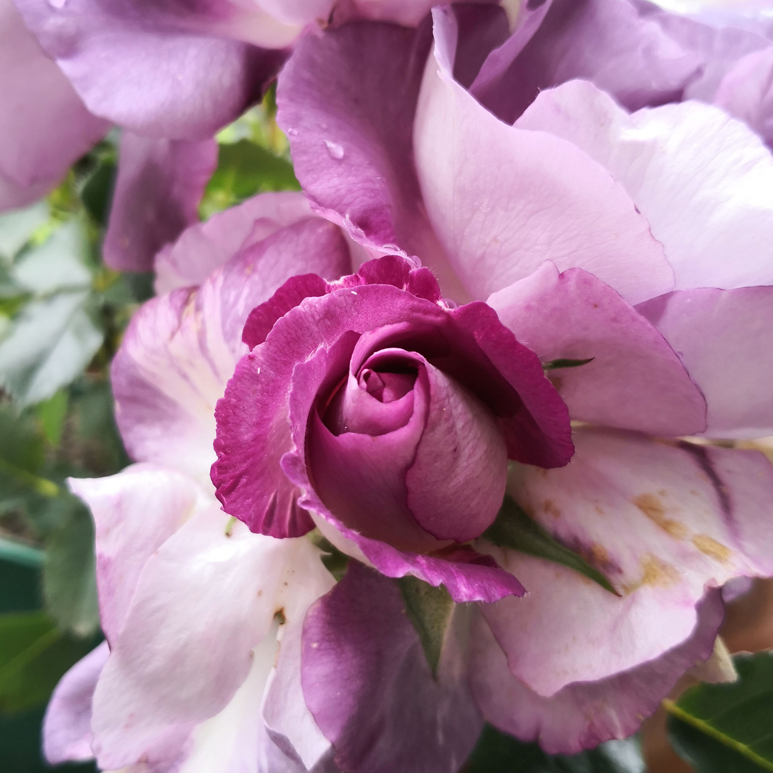 Rose 'Pacific Dream' : buy Rose 'Pacific Dream' / Rosa Pacific Dream