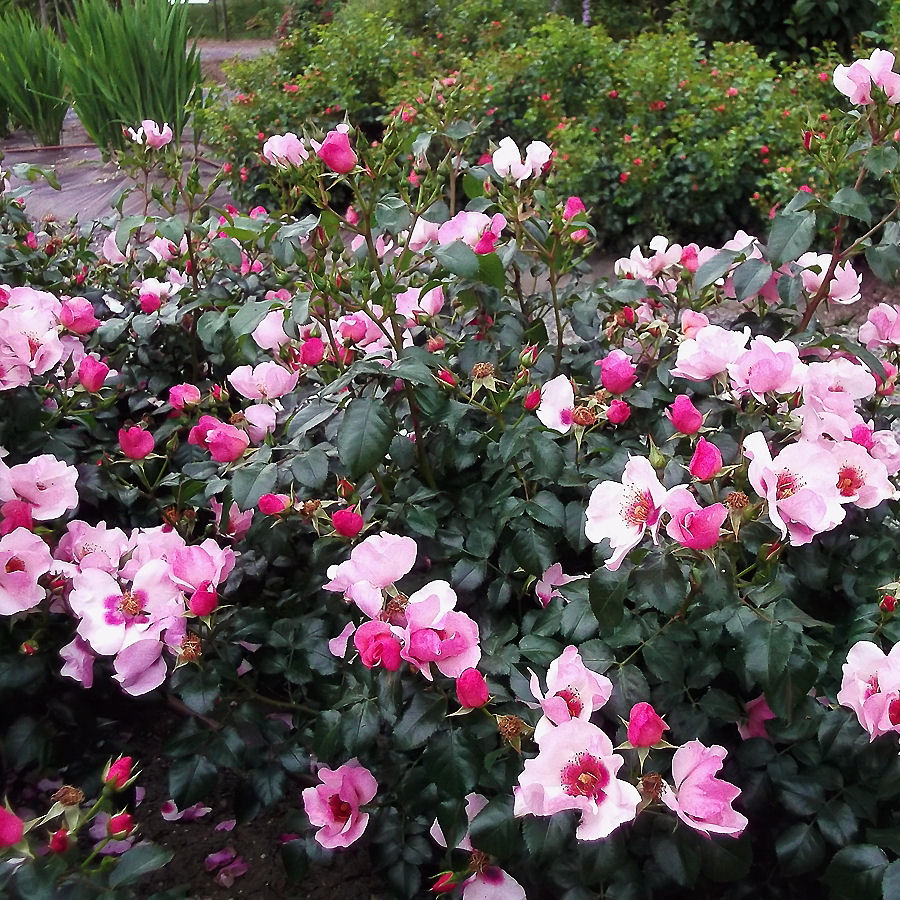 Rose 'Peace and Love' : buy Rose 'Peace and Love' / Rosa Peace and Love