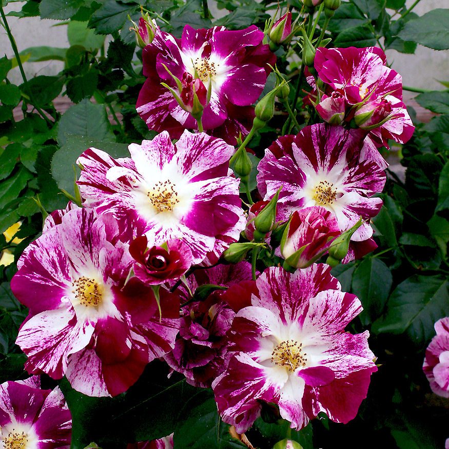 Rose 'Purple Splash' : buy Rose 'Purple Splash' / Rosa Purple Splash