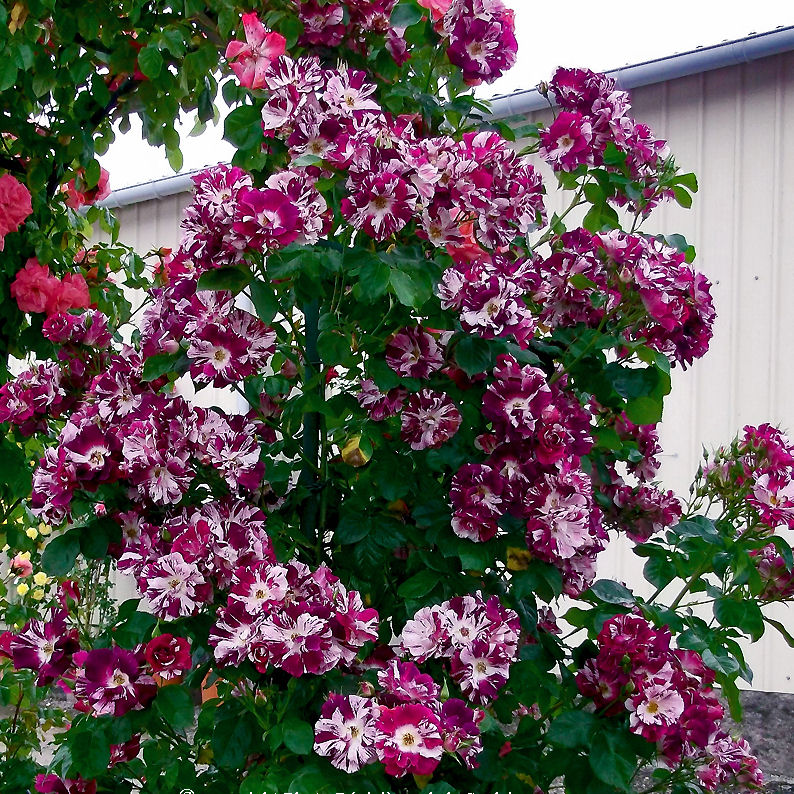 Rose 'Purple Splash' : buy Rose 'Purple Splash' / Rosa Purple Splash