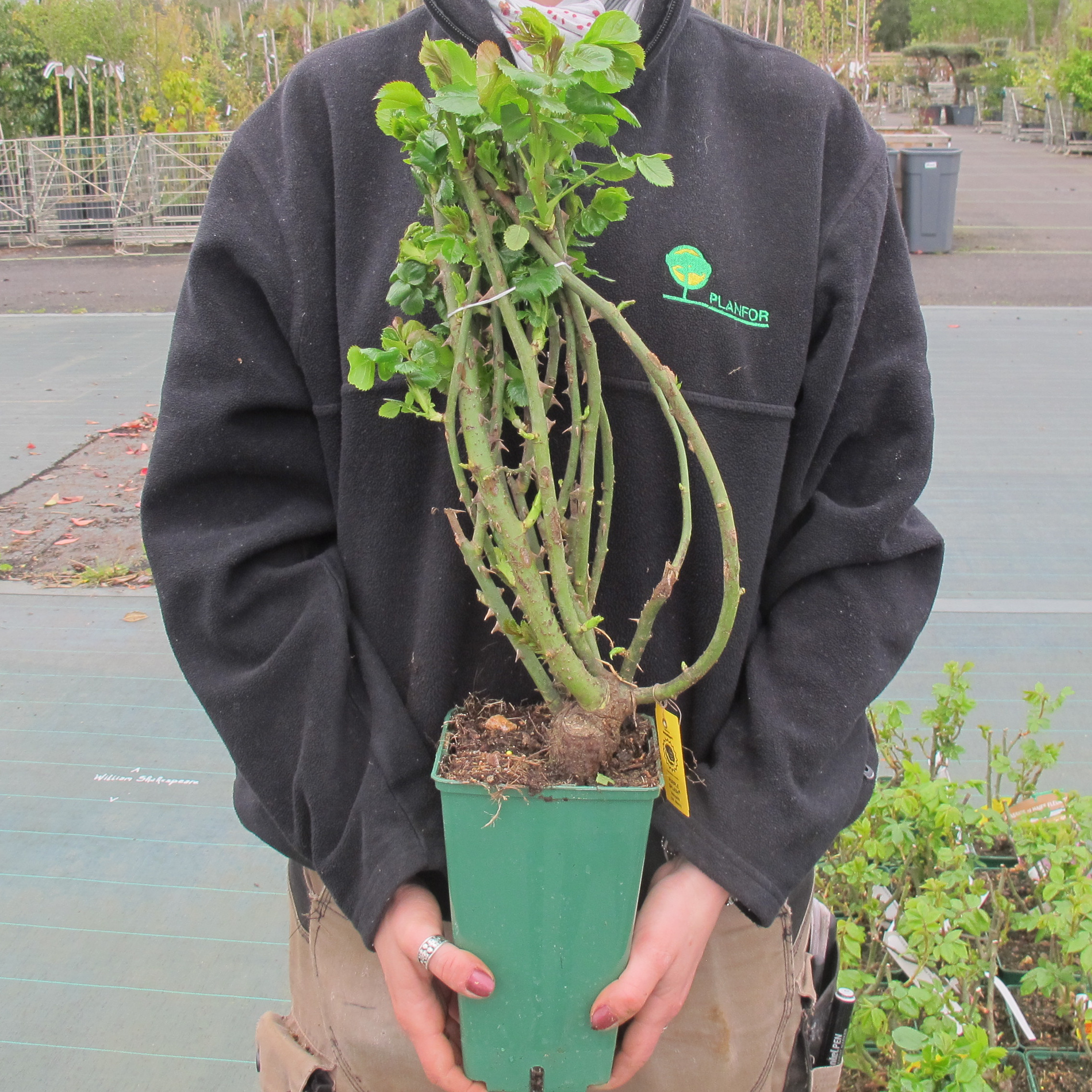 Rose 'Purple Splash' : buy Rose 'Purple Splash' / Rosa Purple Splash