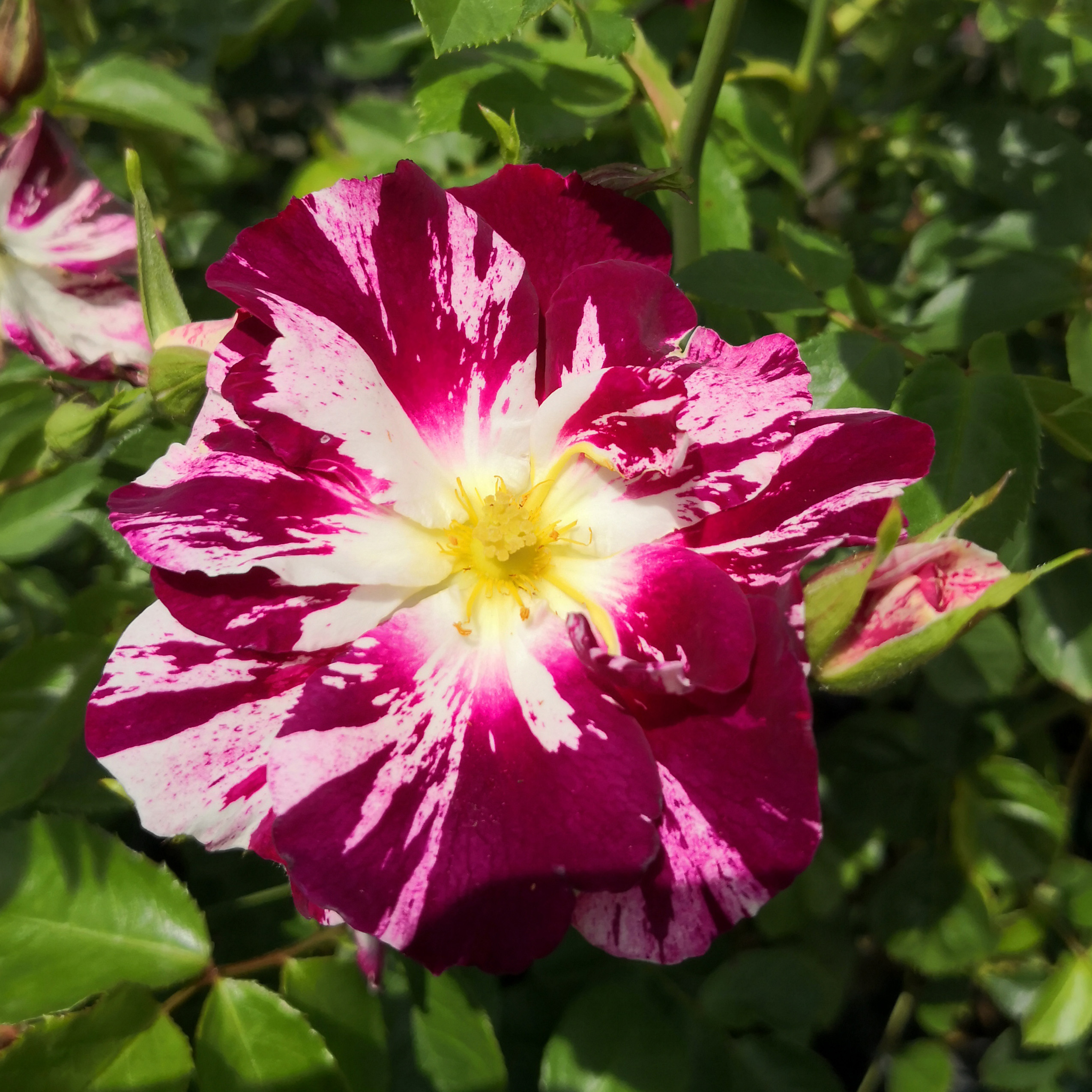 Rose 'Purple Splash' : buy Rose 'Purple Splash' / Rosa Purple Splash