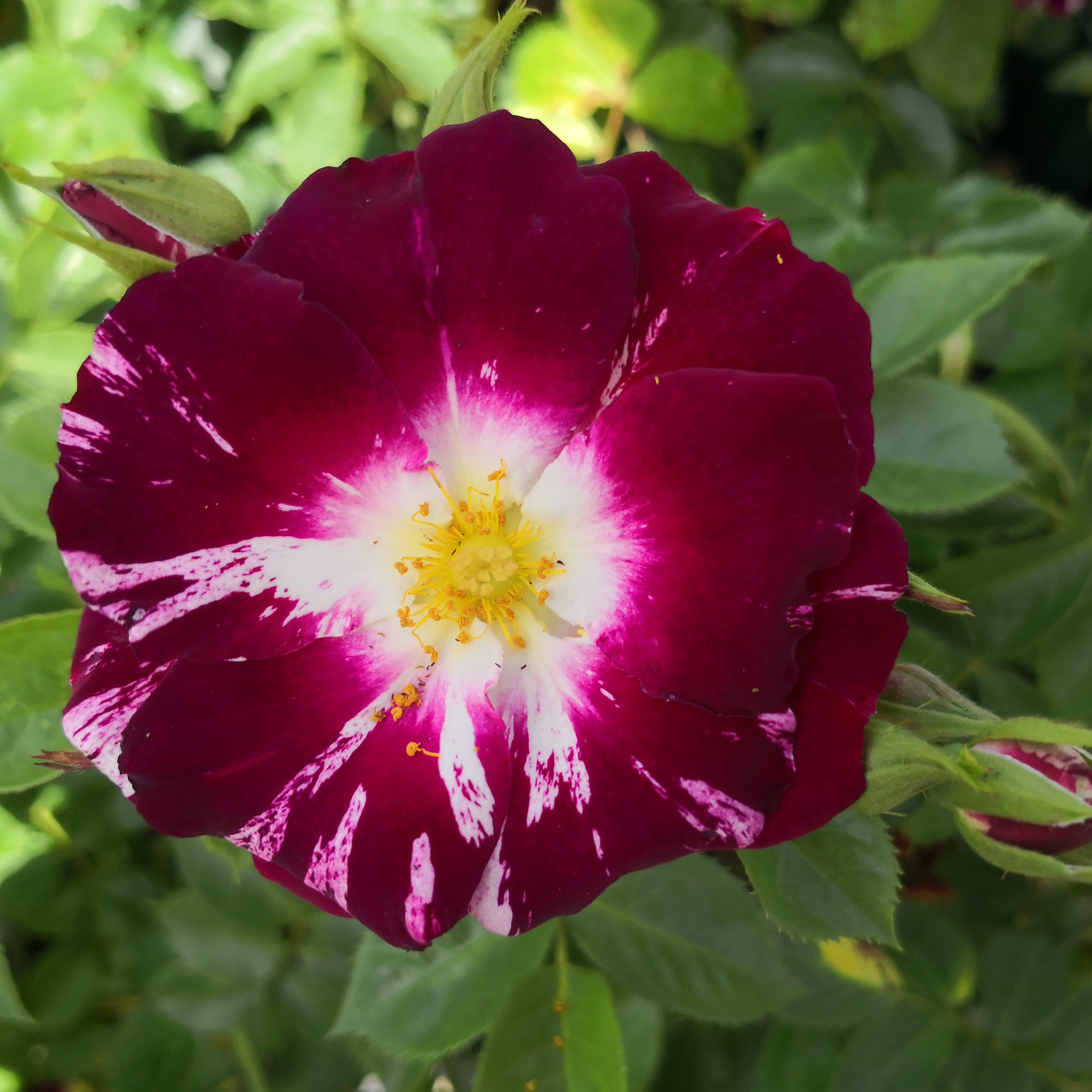 Rose 'Purple Splash' : buy Rose 'Purple Splash' / Rosa Purple Splash