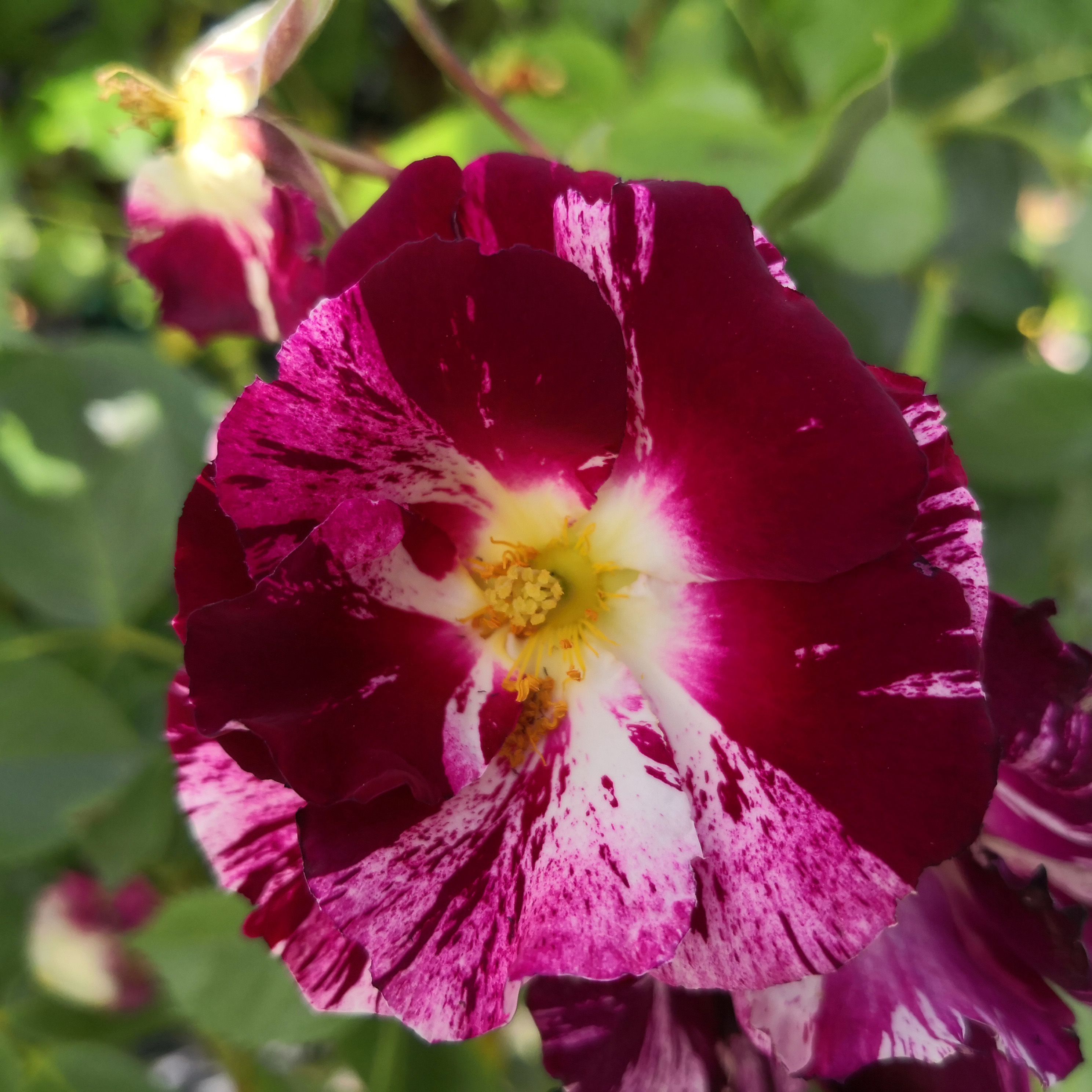 Rose 'Purple Splash' : buy Rose 'Purple Splash' / Rosa Purple Splash