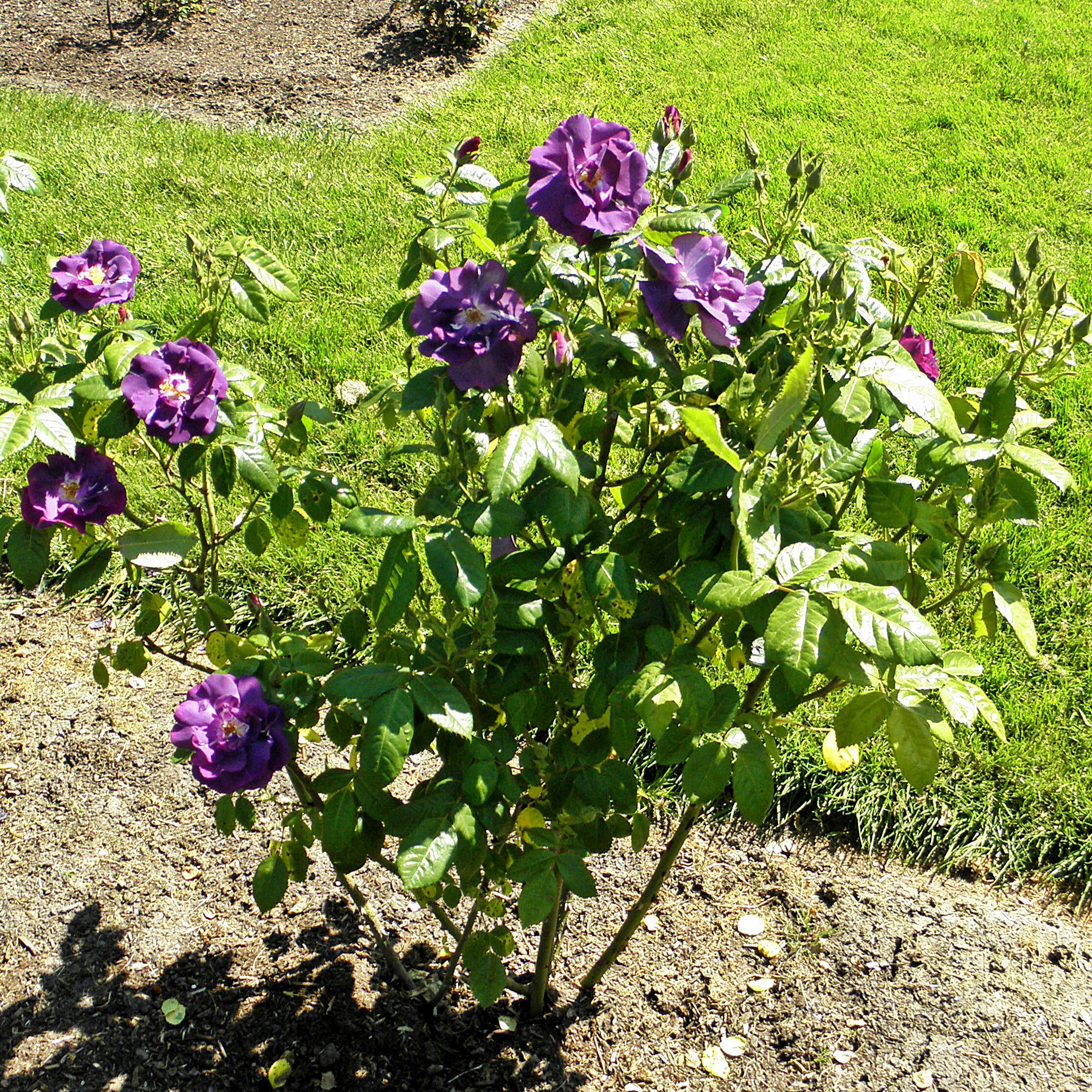 Rose 'Rhapsody in Blue' : buy Rose 'Rhapsody in Blue' / Rosa Rhapsody ...