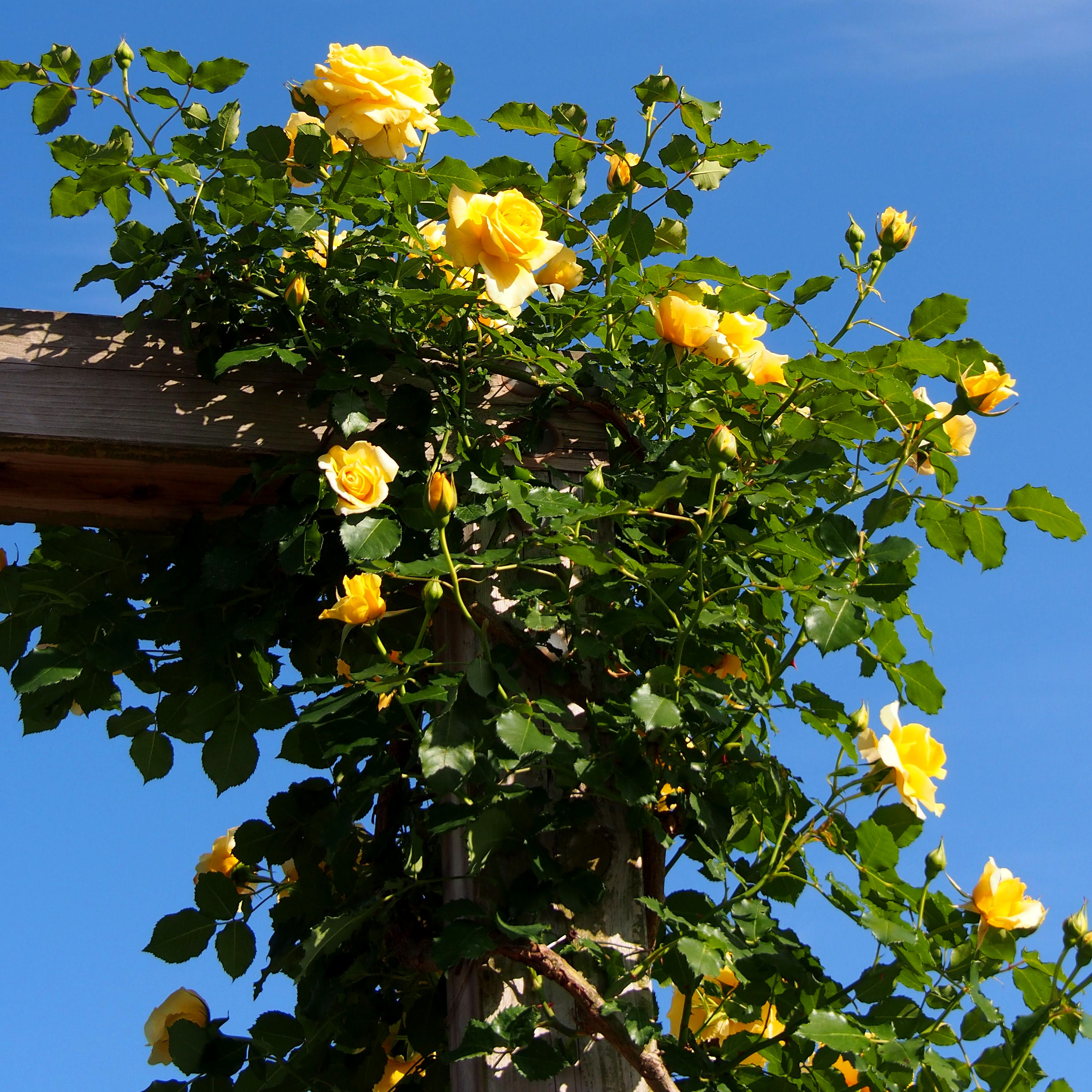 Rose 'Rimosa' : buy Rose 'Rimosa' / Rosa Rimosa