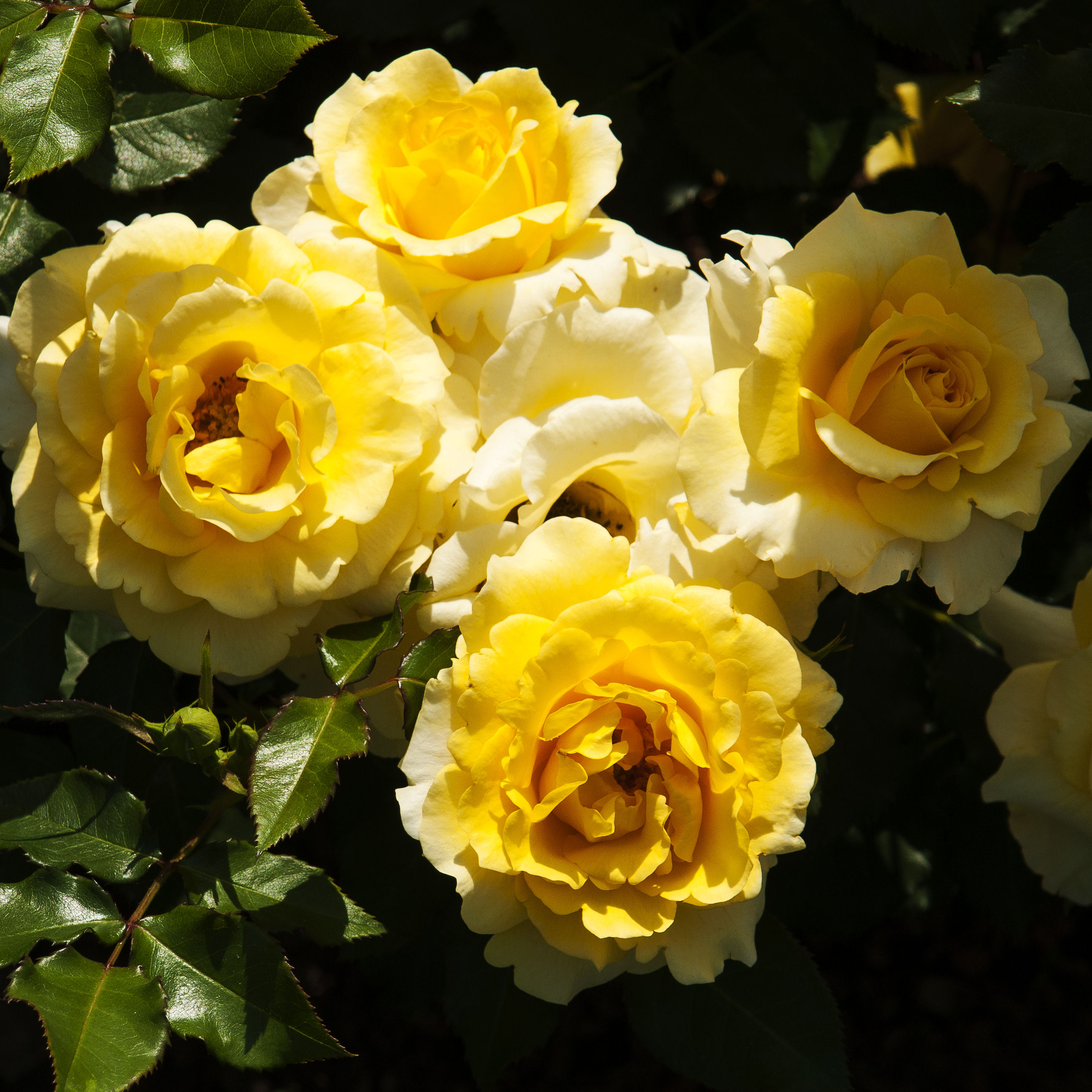 Rose 'Rimosa' : buy Rose 'Rimosa' / Rosa Rimosa