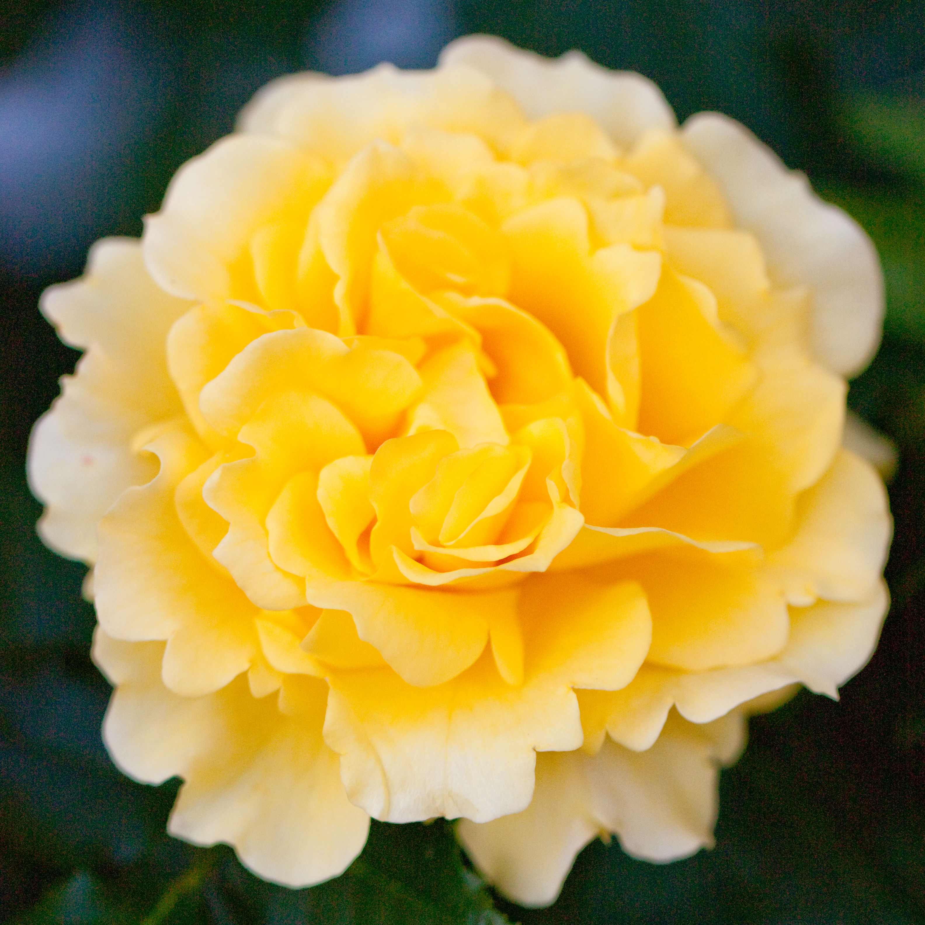 Rose 'Rimosa' : buy Rose 'Rimosa' / Rosa Rimosa