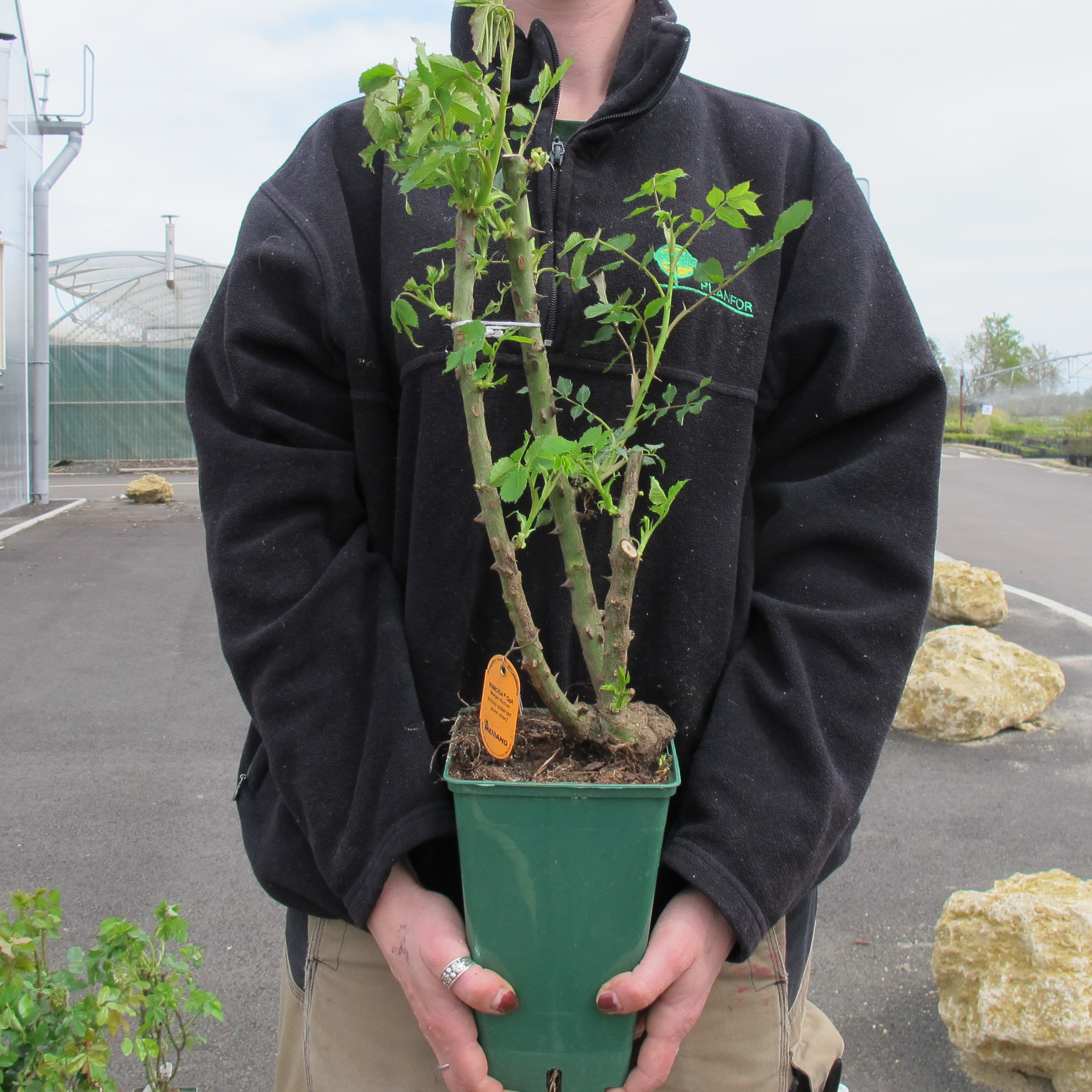 Rose 'Rimosa' : buy Rose 'Rimosa' / Rosa Rimosa