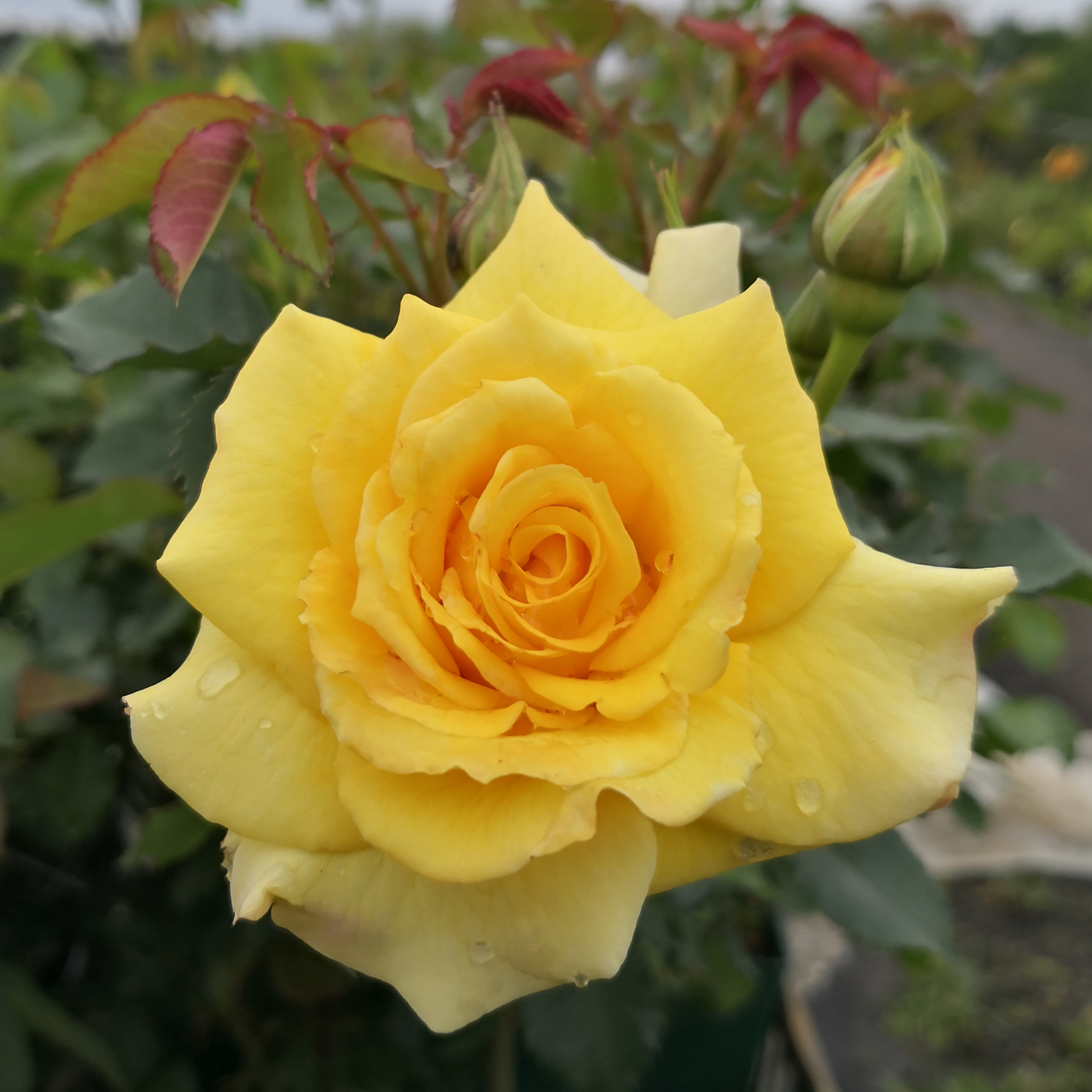 Rose 'Rimosa' : buy Rose 'Rimosa' / Rosa Rimosa