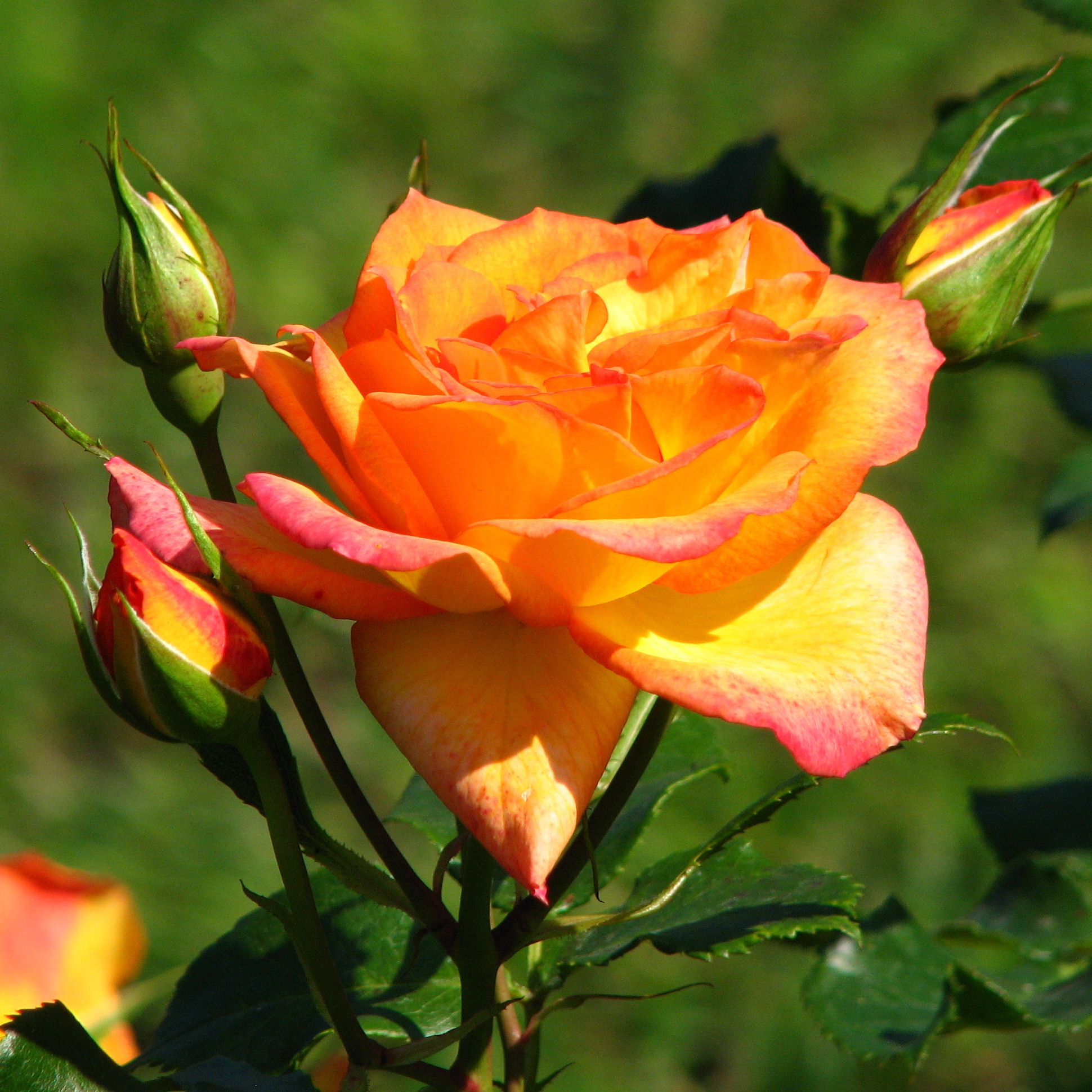 Rose 'Sahara' : buy Rose 'Sahara' / Rosa Sahara